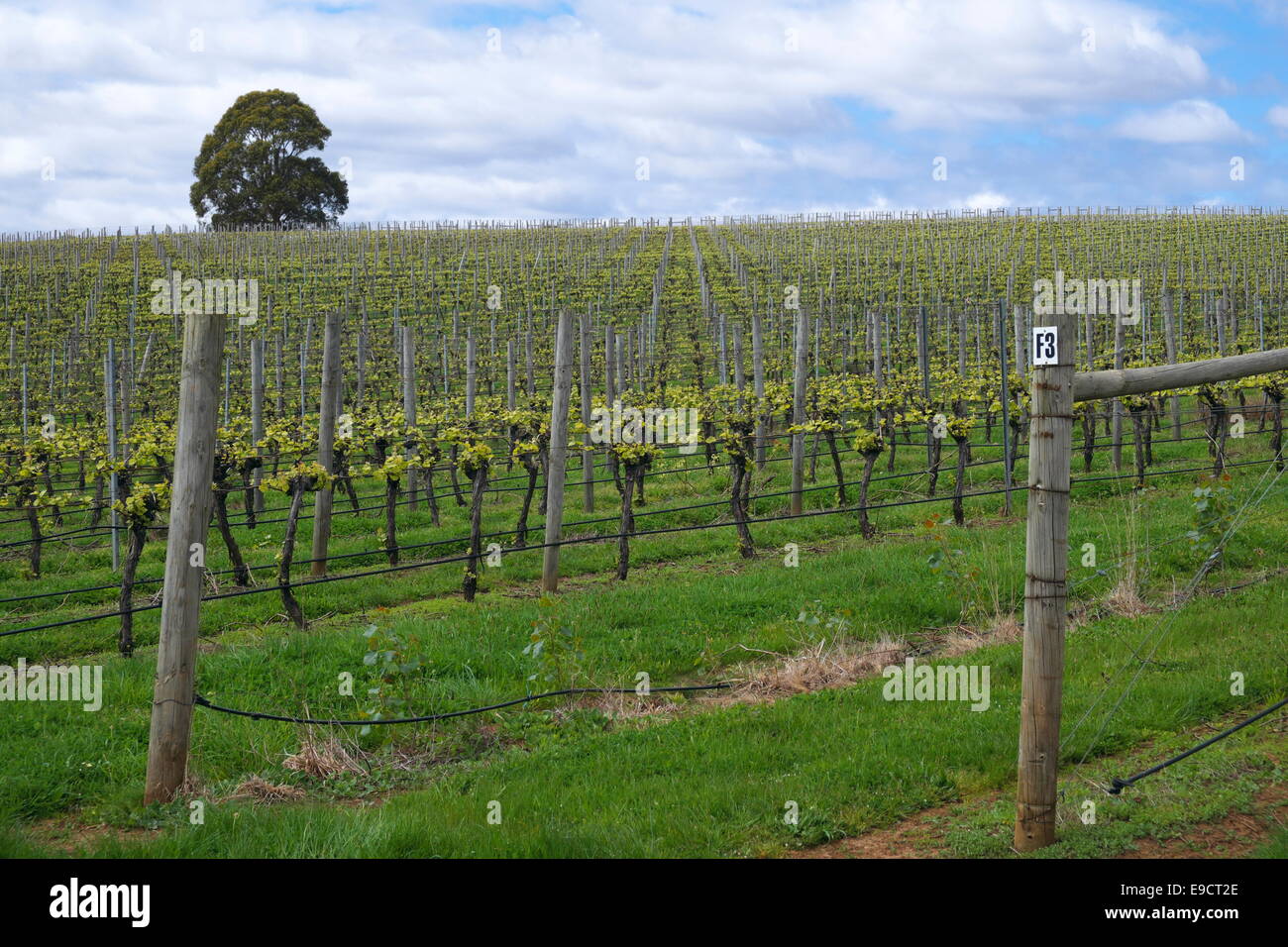 Vines growing on tree hi-res stock photography and images - Alamy