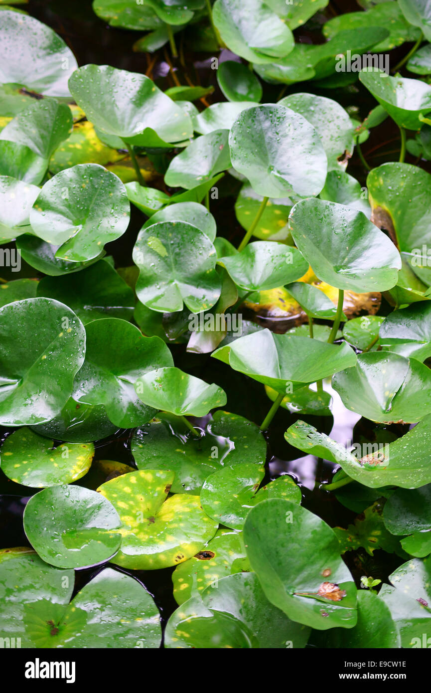 Overhead view lily pads hi-res stock photography and images - Alamy