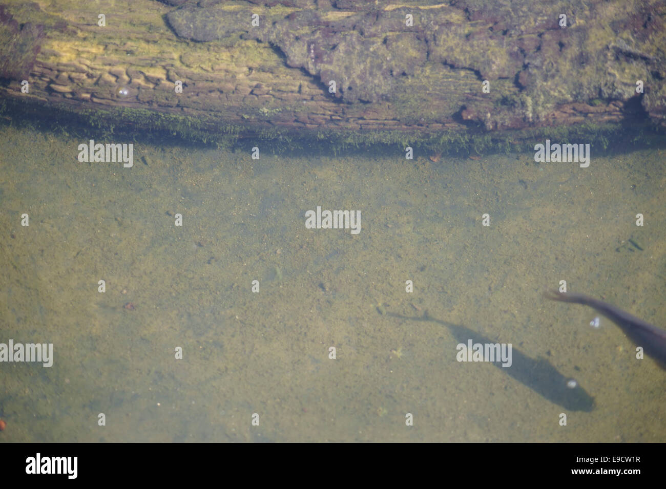 Rotten Fish Stock Photos & Rotten Fish Stock Images - Alamy