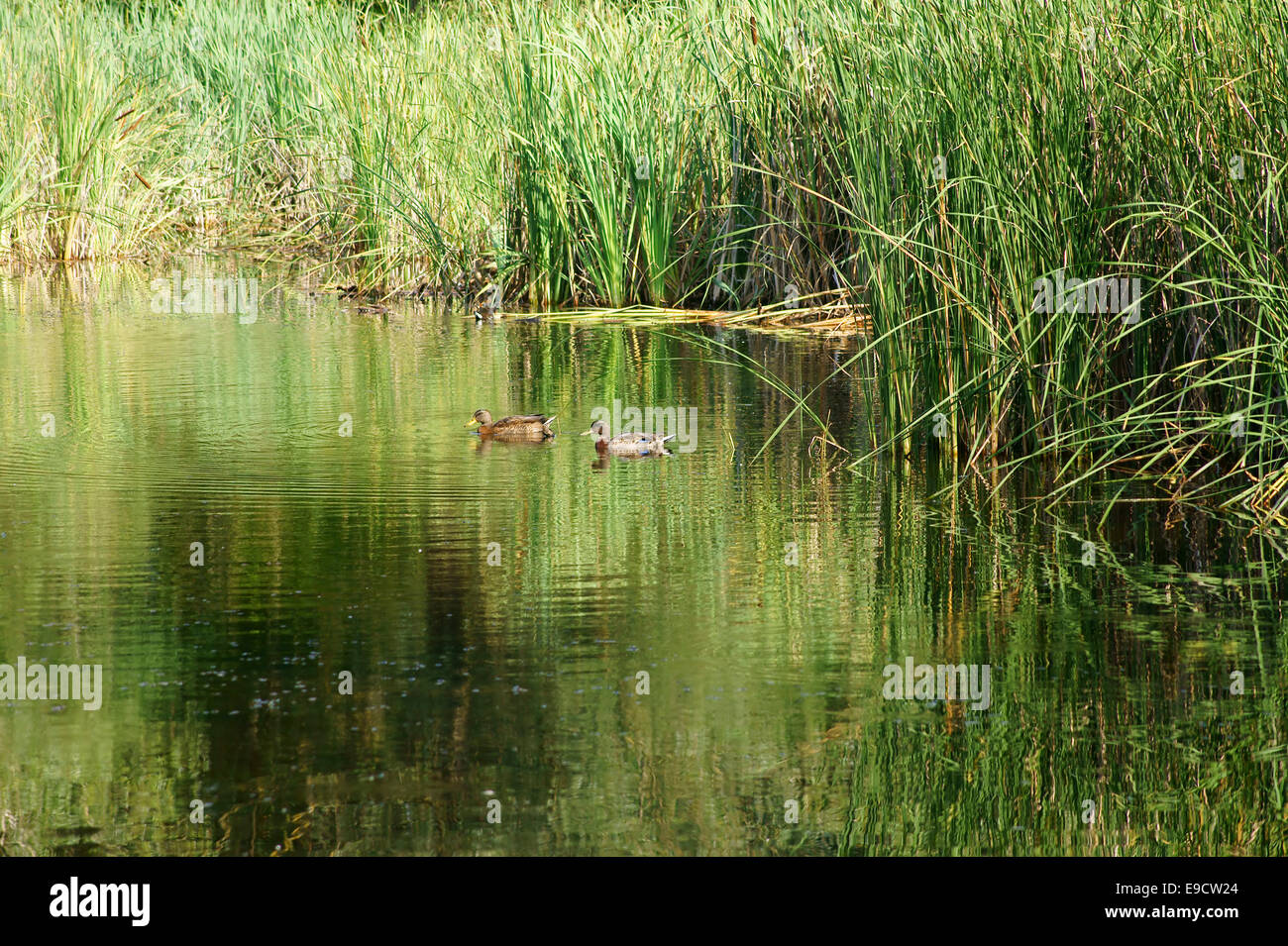 Ducks shapes hi-res stock photography and images - Alamy