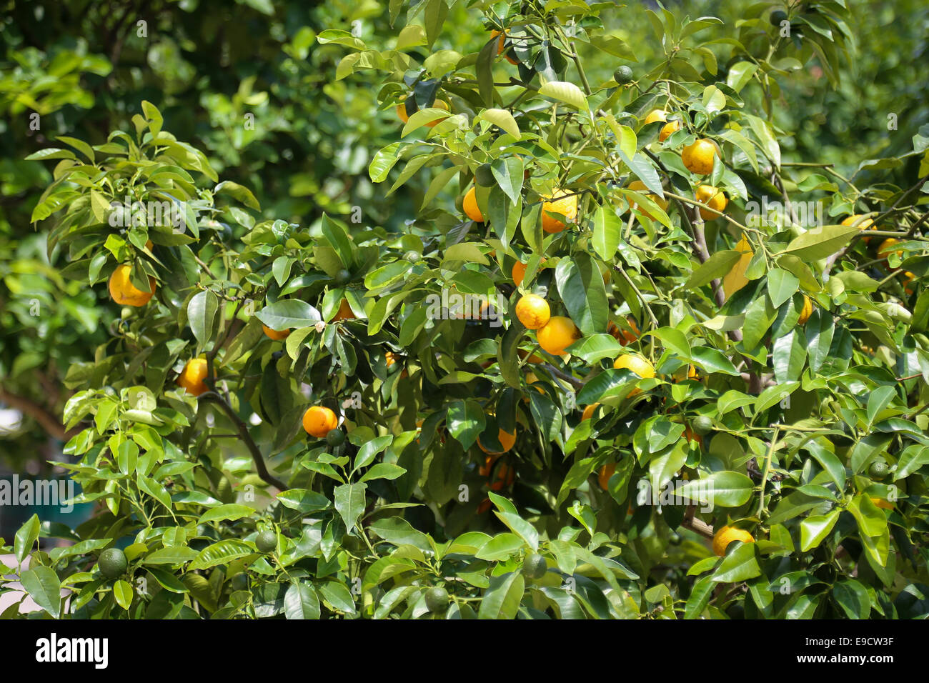 Lemons growing on lemon tree on summer time Stock Photo - Alamy