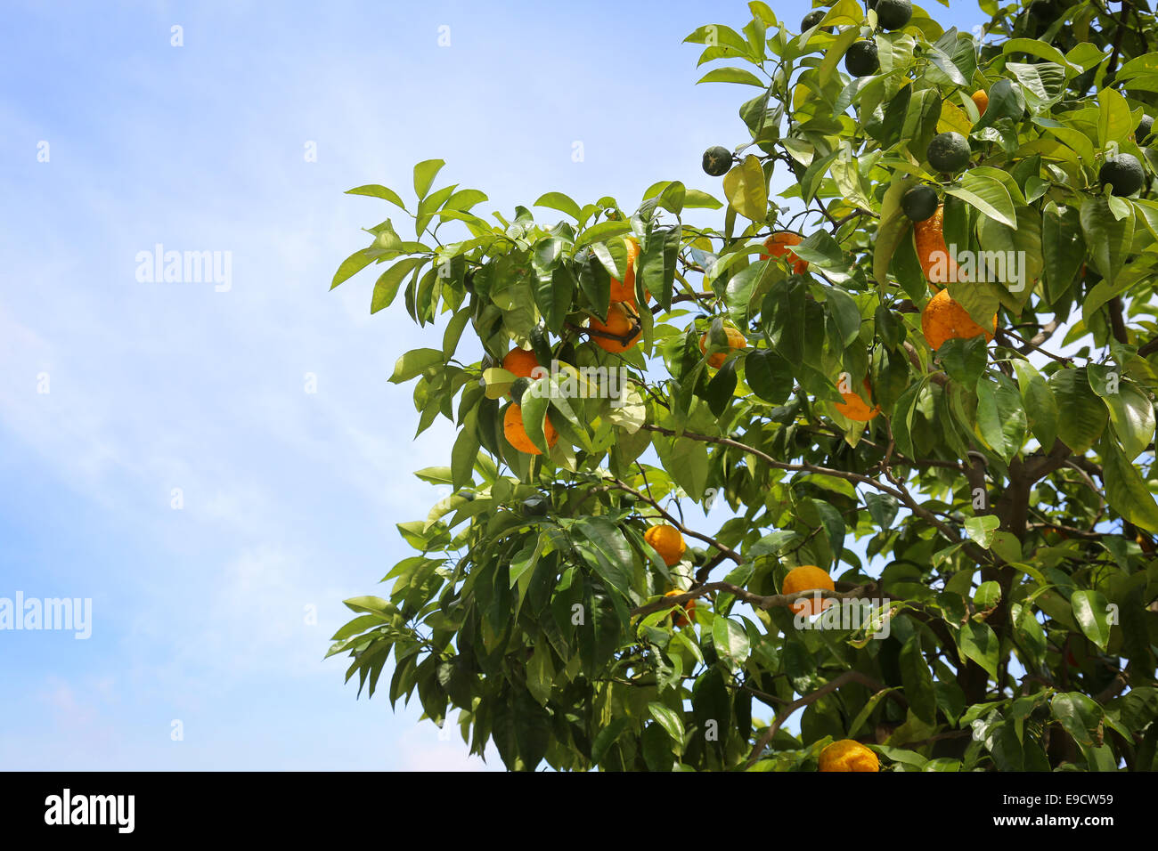 Lemons growing on lemon tree on summer time Stock Photo - Alamy