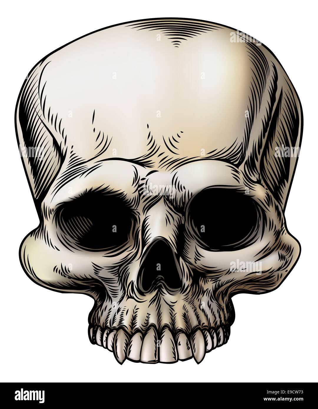 Drawing human skull in Cut Out Stock Images & Pictures - Alamy