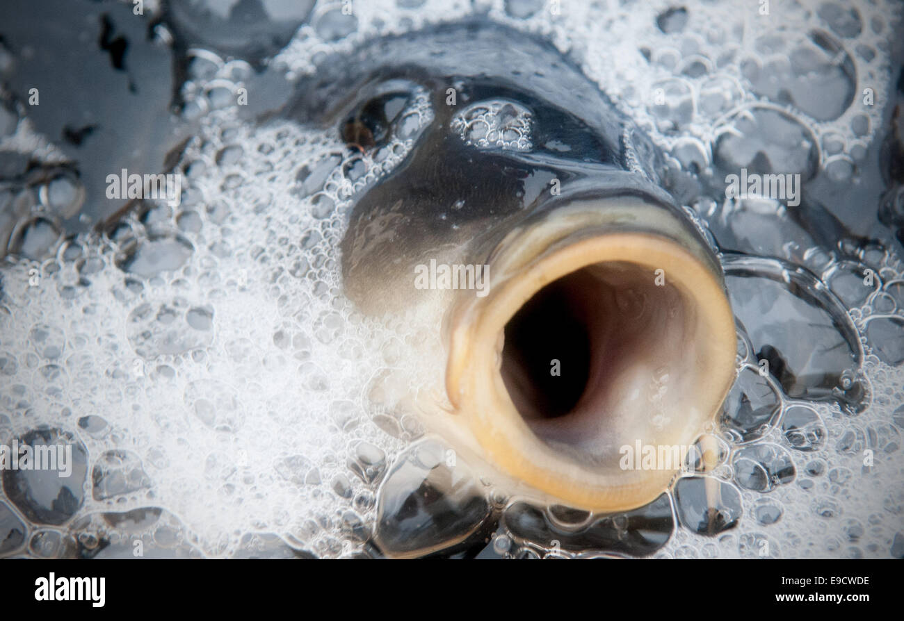 Carp fish mouth wide open hi-res stock photography and images - Alamy