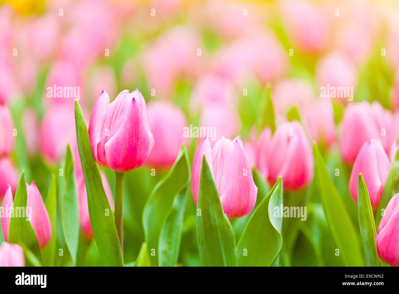 Pink tulip field Stock Photo - Alamy