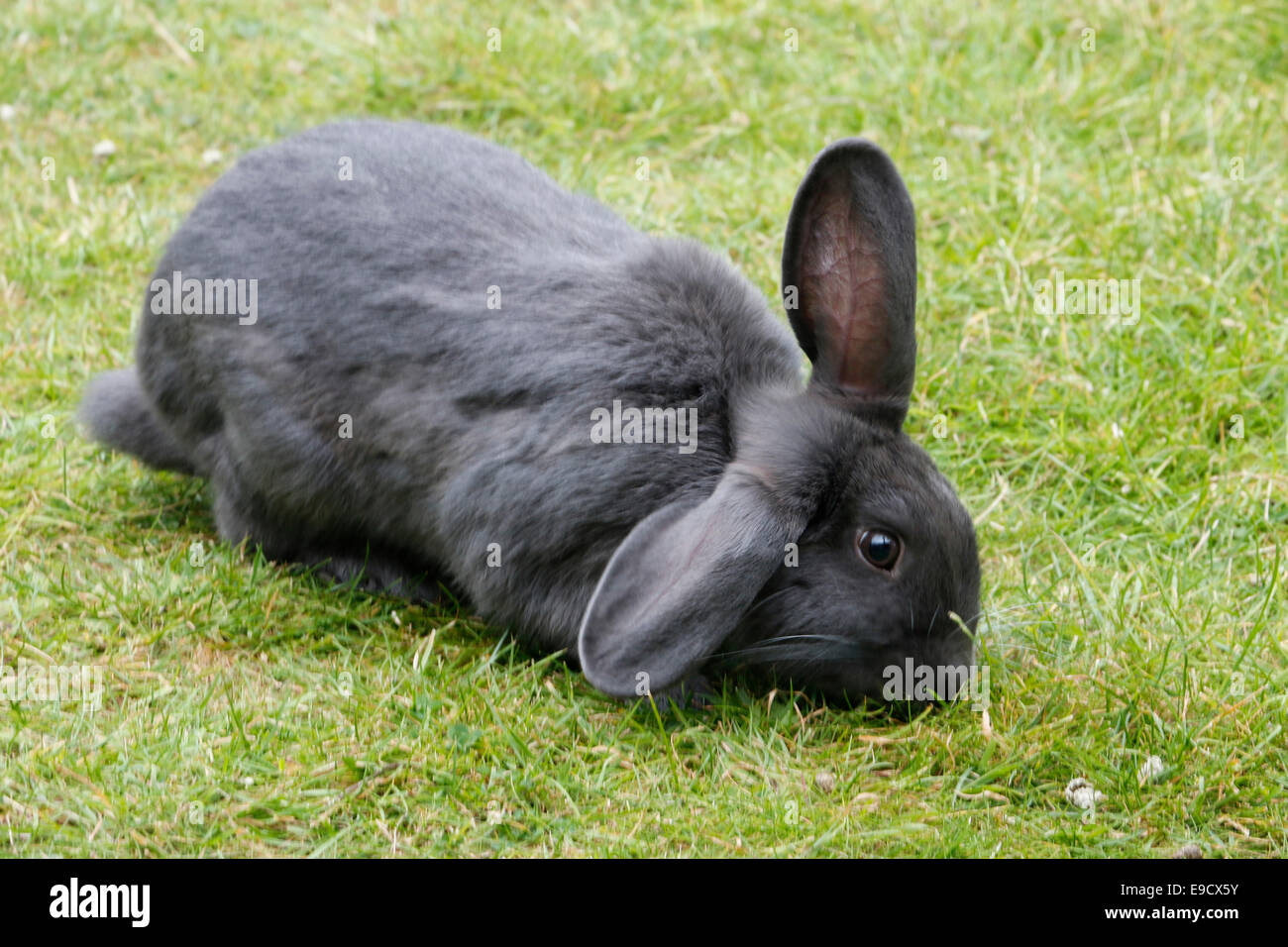 English grey lop eared rabbit pet garden animal mammal hi-res stock ...