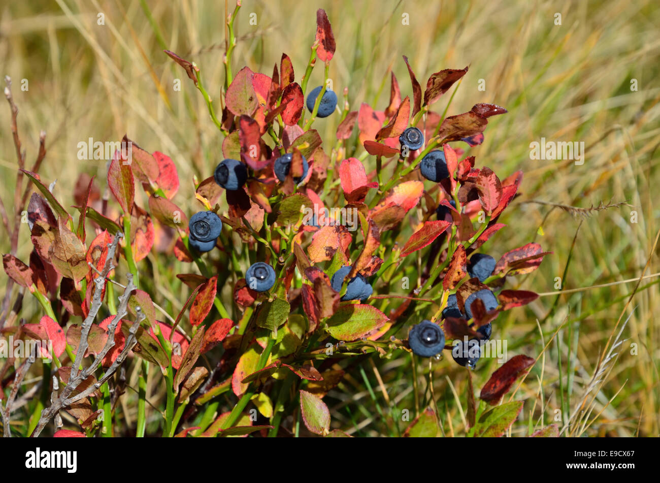 Wild blueberry in the autumn foliage Stock Photo - Alamy