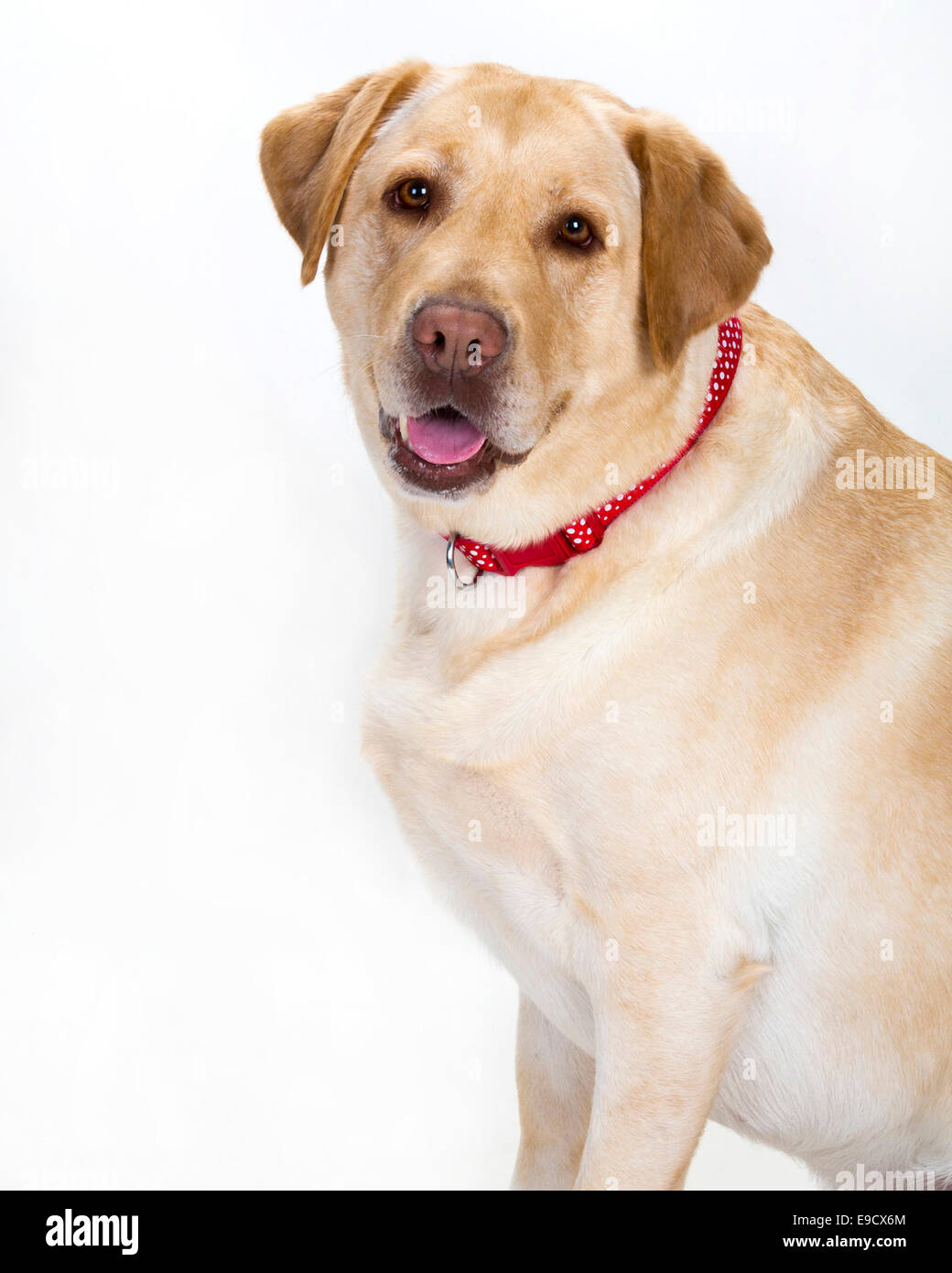 Labrador dog studio portrait facing on white background Stock Photo - Alamy