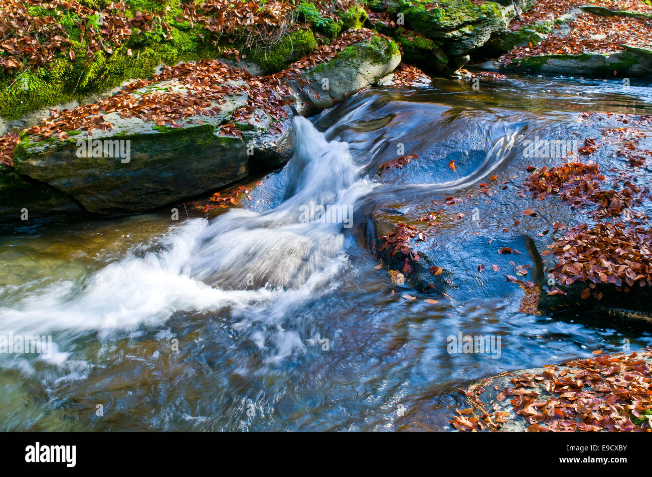 Luxuriant mountain stream. Fallen leaves Stock Photo - Alamy