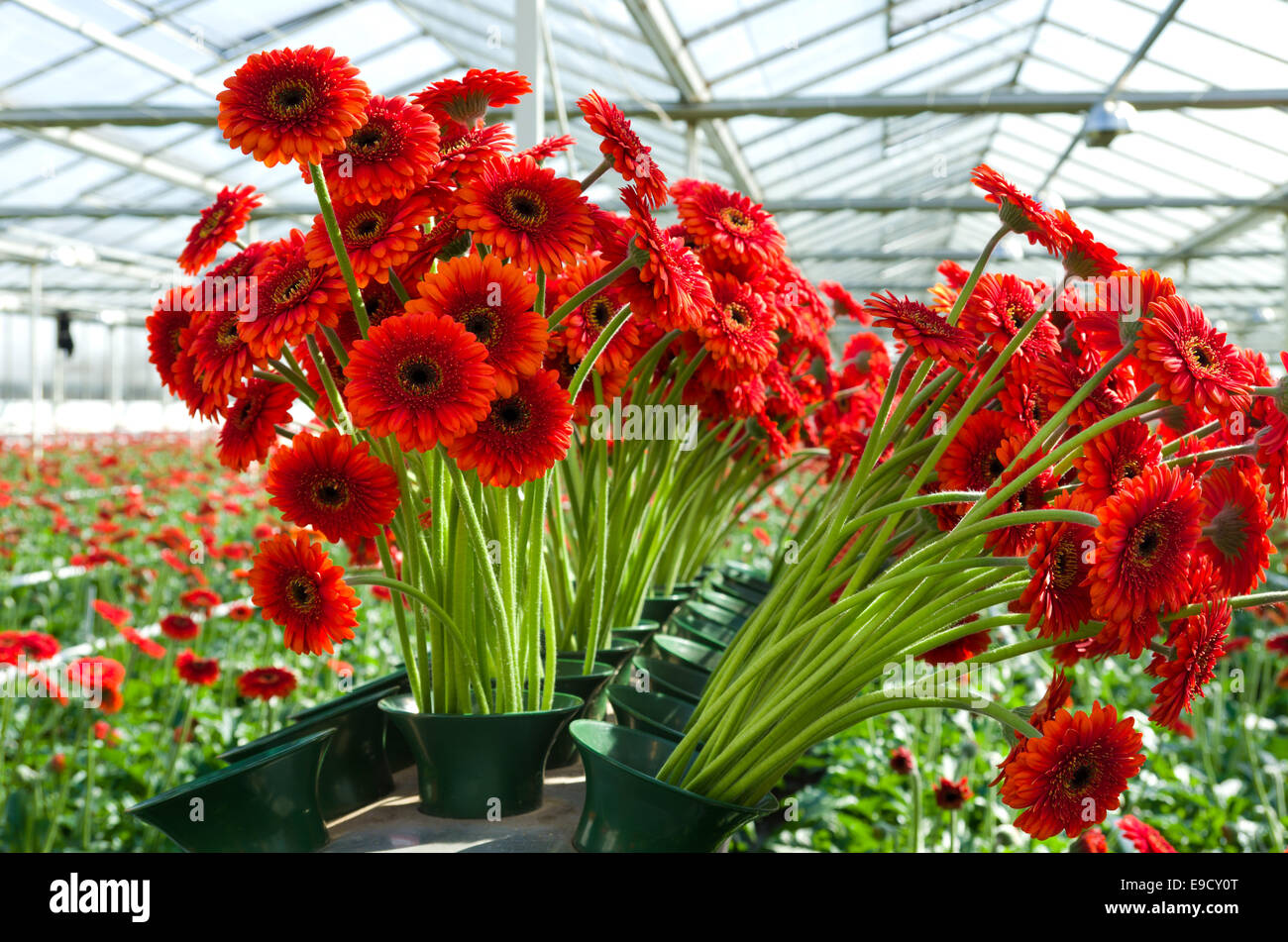 Flowers for commercial use hi-res stock photography and images - Alamy