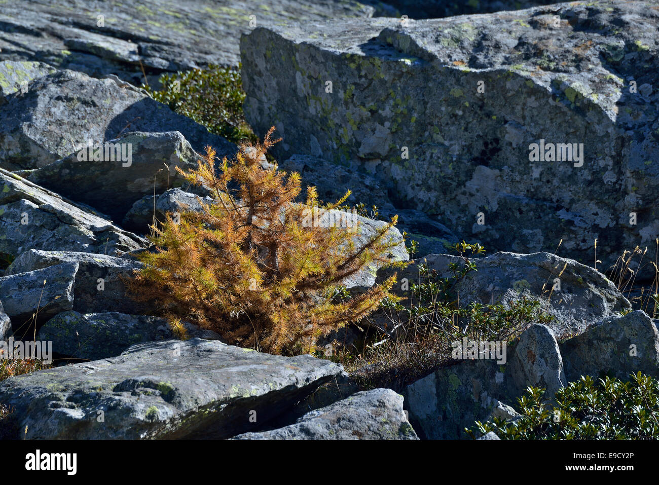 Larch among the rocks, Piedmont, Italy Stock Photo - Alamy