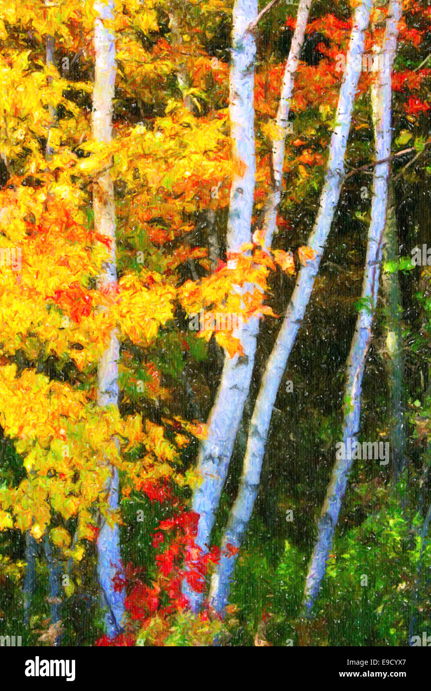 White birch tree maple leaves hi-res stock photography and images - Alamy