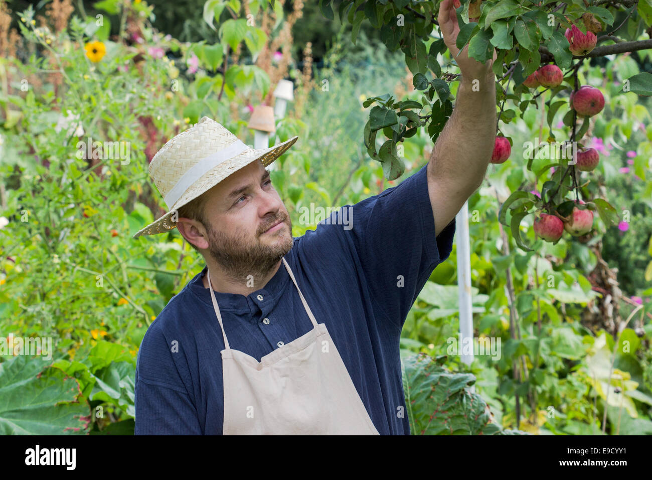 Man apple tree hi-res stock photography and images - Alamy