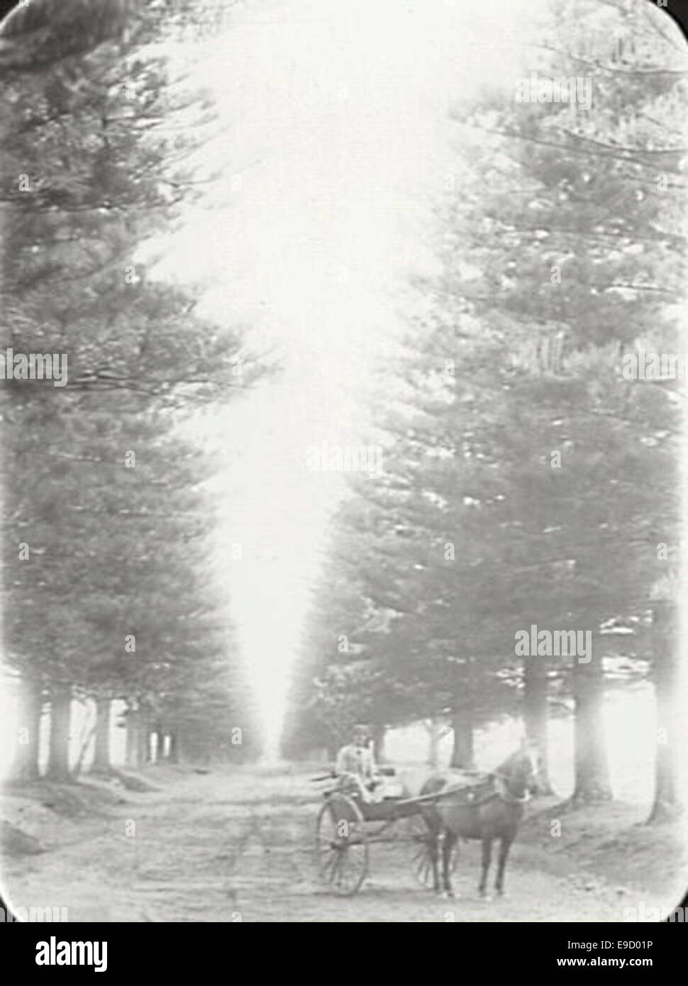 This photograph features the Avenue of Pines at Longridge, capturing ...