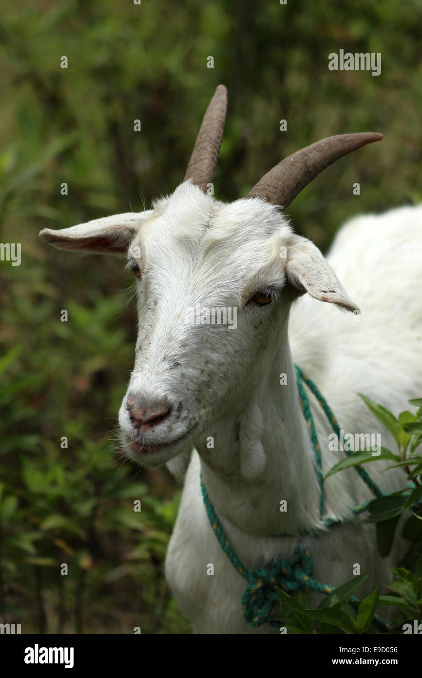 A white goat in a farmers pasture on a farm in Cotacachi, Ecuador Stock ...