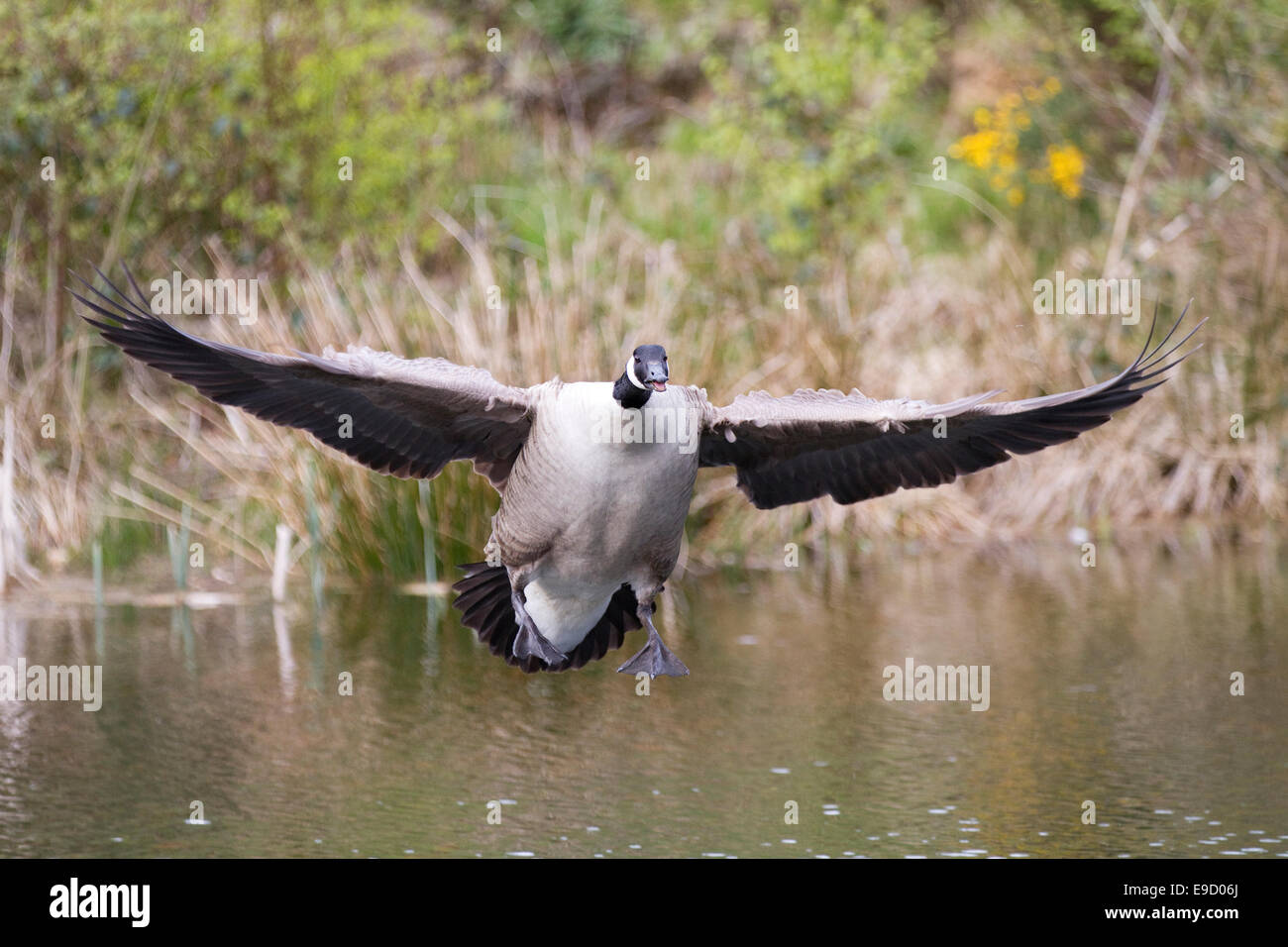 A Canada Goose in flight about to land on water. His wings are fully ...