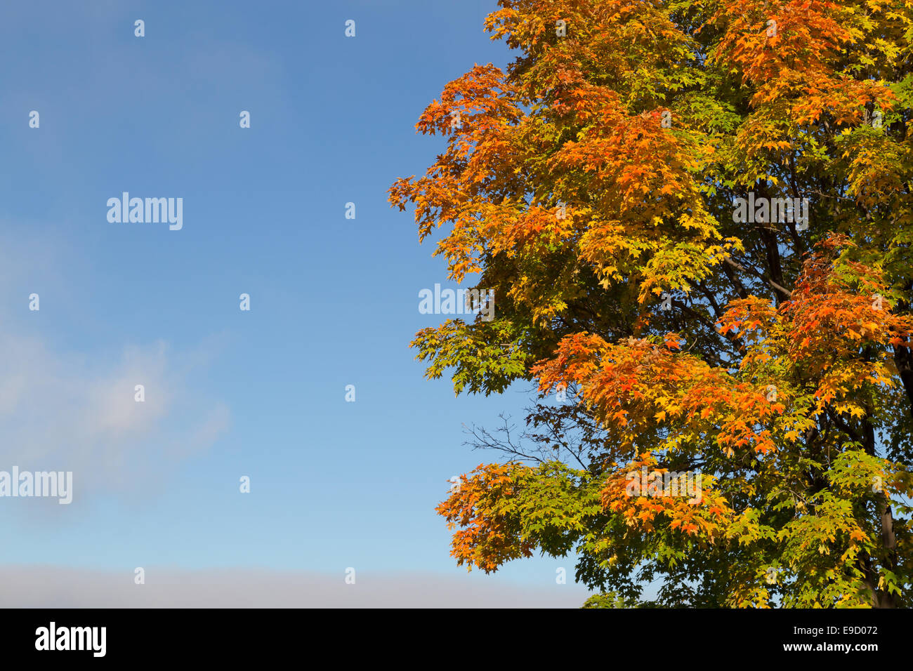 Green, Orange and Yellow Tree in the fall Stock Photo - Alamy