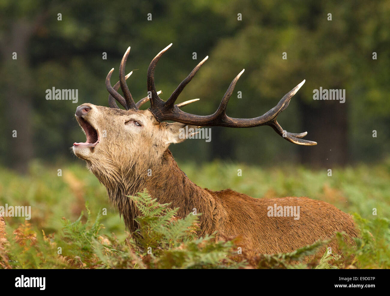 Roaring male stag during the autumn rut Stock Photo - Alamy