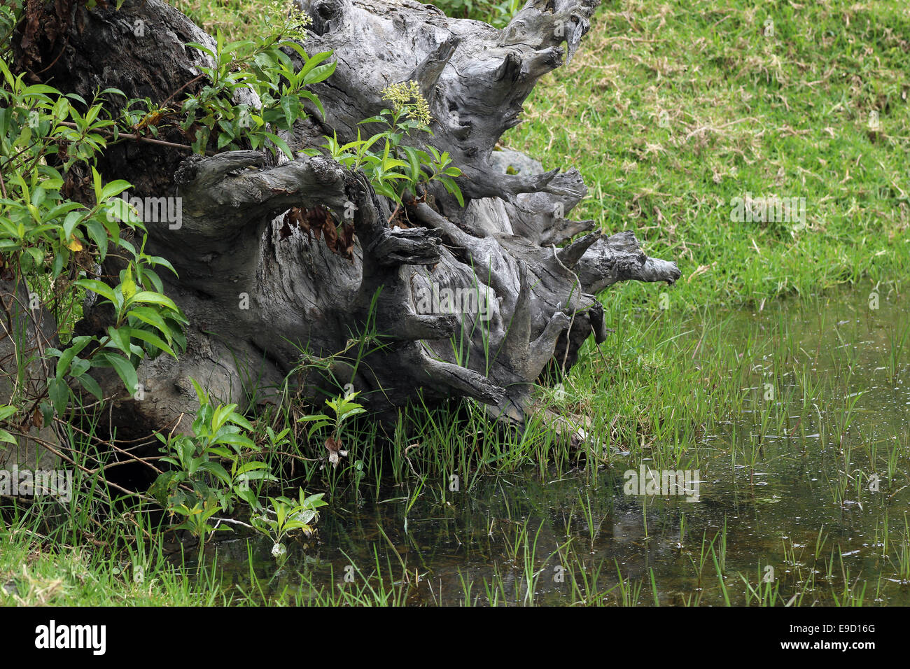 A tree stump in a pond of water in a farmers pasture in Cotacachi ...