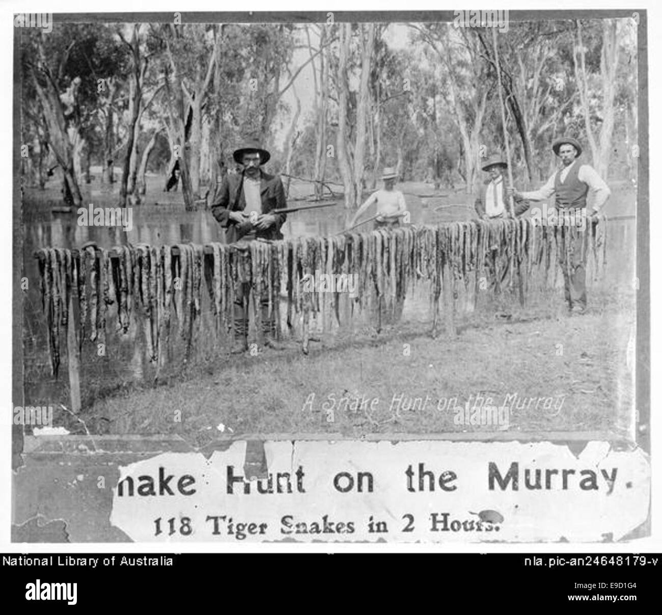 A photograph depicting a snake hunt along the Murray River in Australia ...