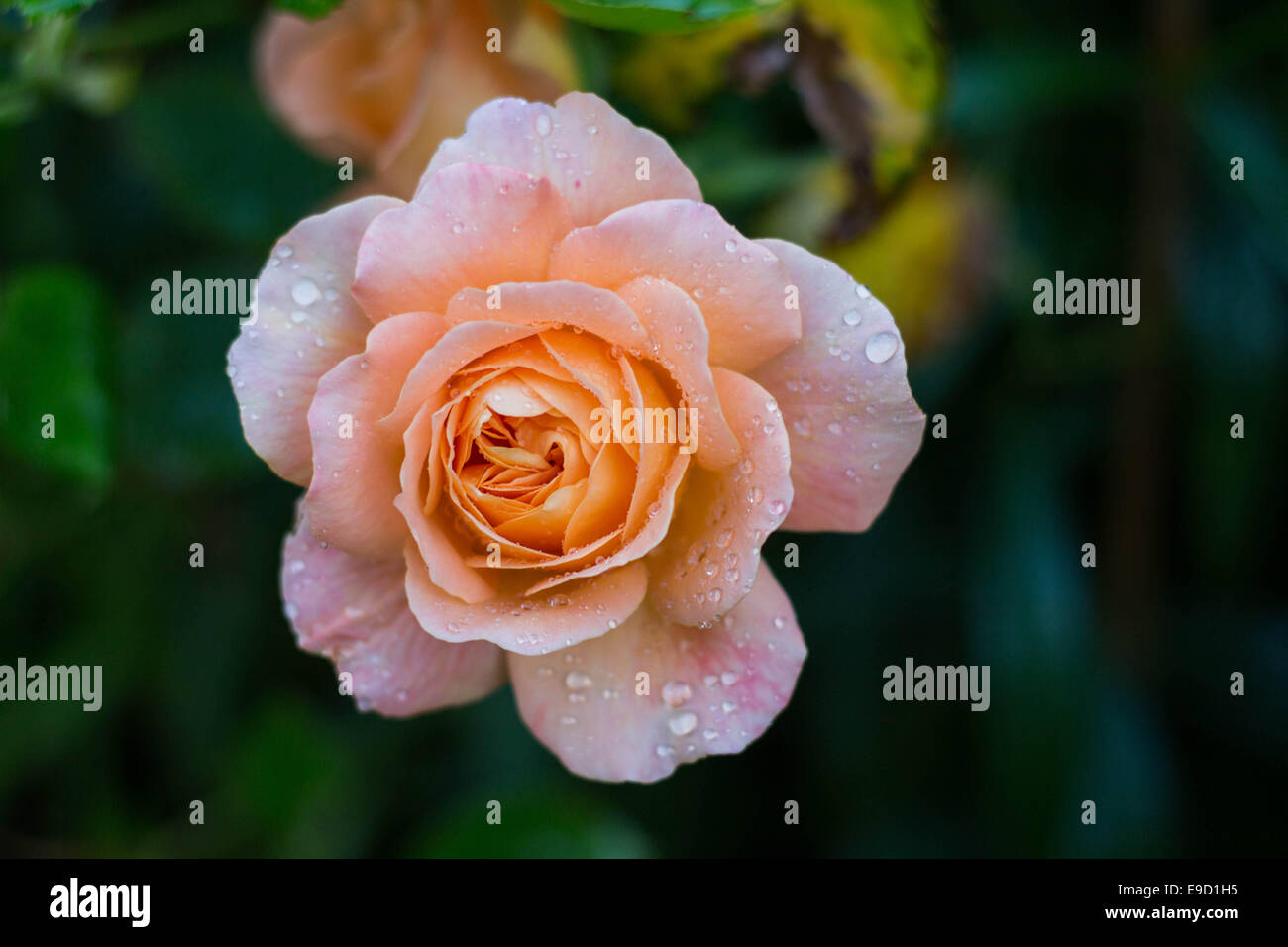 Rose in the morning rain hi-res stock photography and images - Alamy