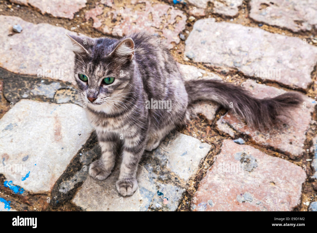 Feral tabby cat hi-res stock photography and images - Alamy