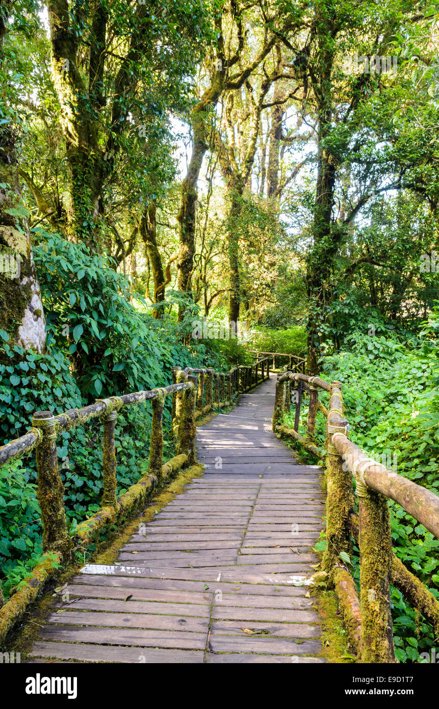 Pathway in the forest made of wooden on Doi Inthanon mountain at Chiang ...