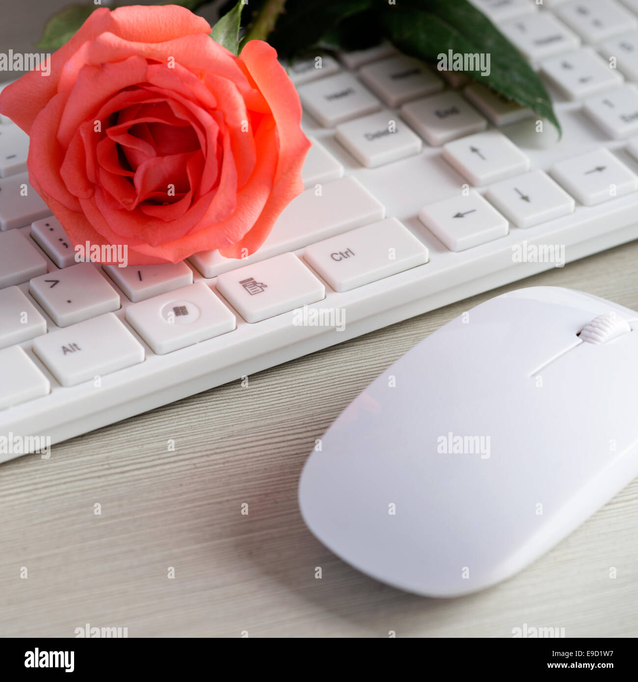 Cups of coffee and pink roses on white background Stock Photo - Alamy