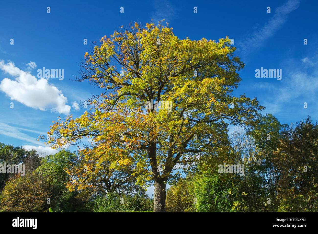 Autumn colour color: British oak tree, London, England, UK Stock Photo ...