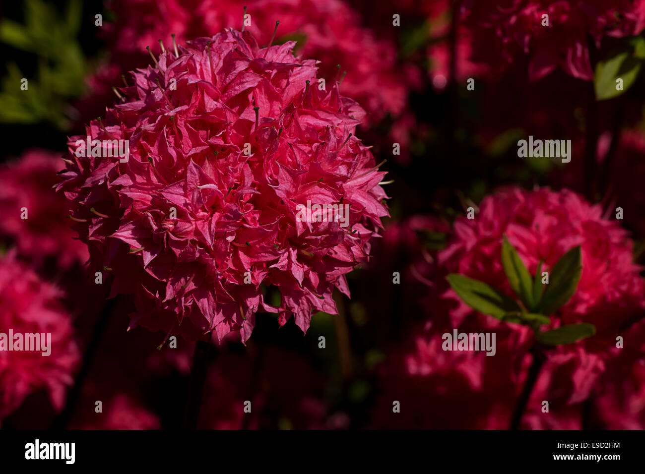 Azalea homebush hi-res stock photography and images - Alamy