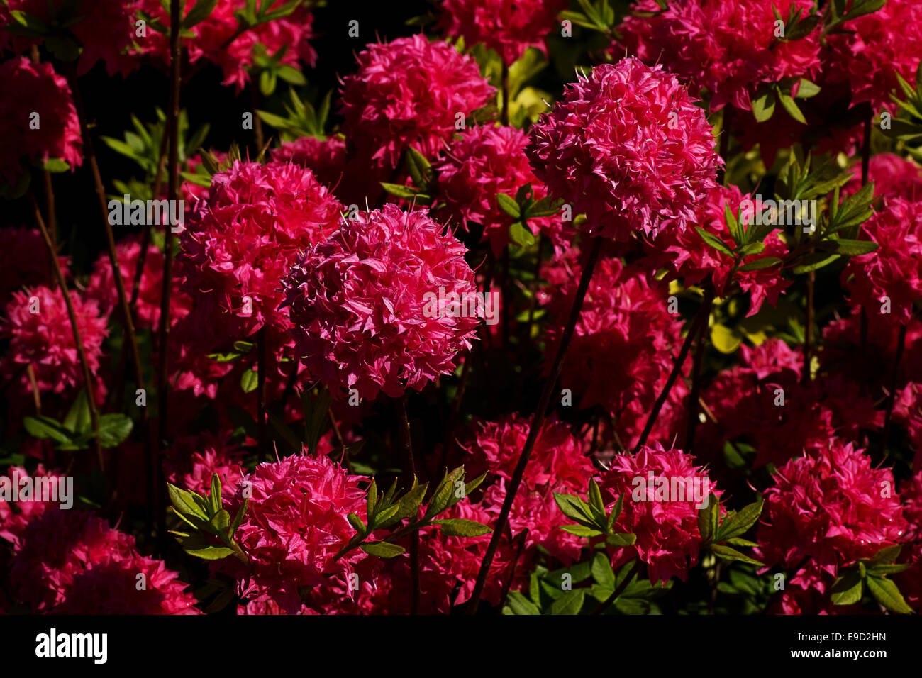 Homebush hi-res stock photography and images - Alamy