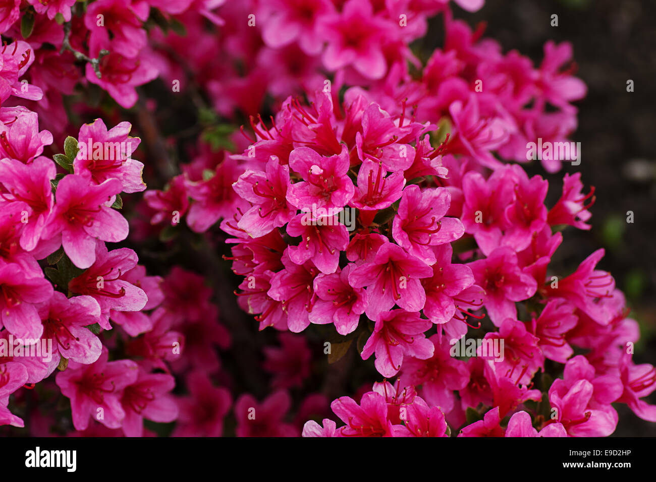 Pink azalea shrub Stock Photo - Alamy