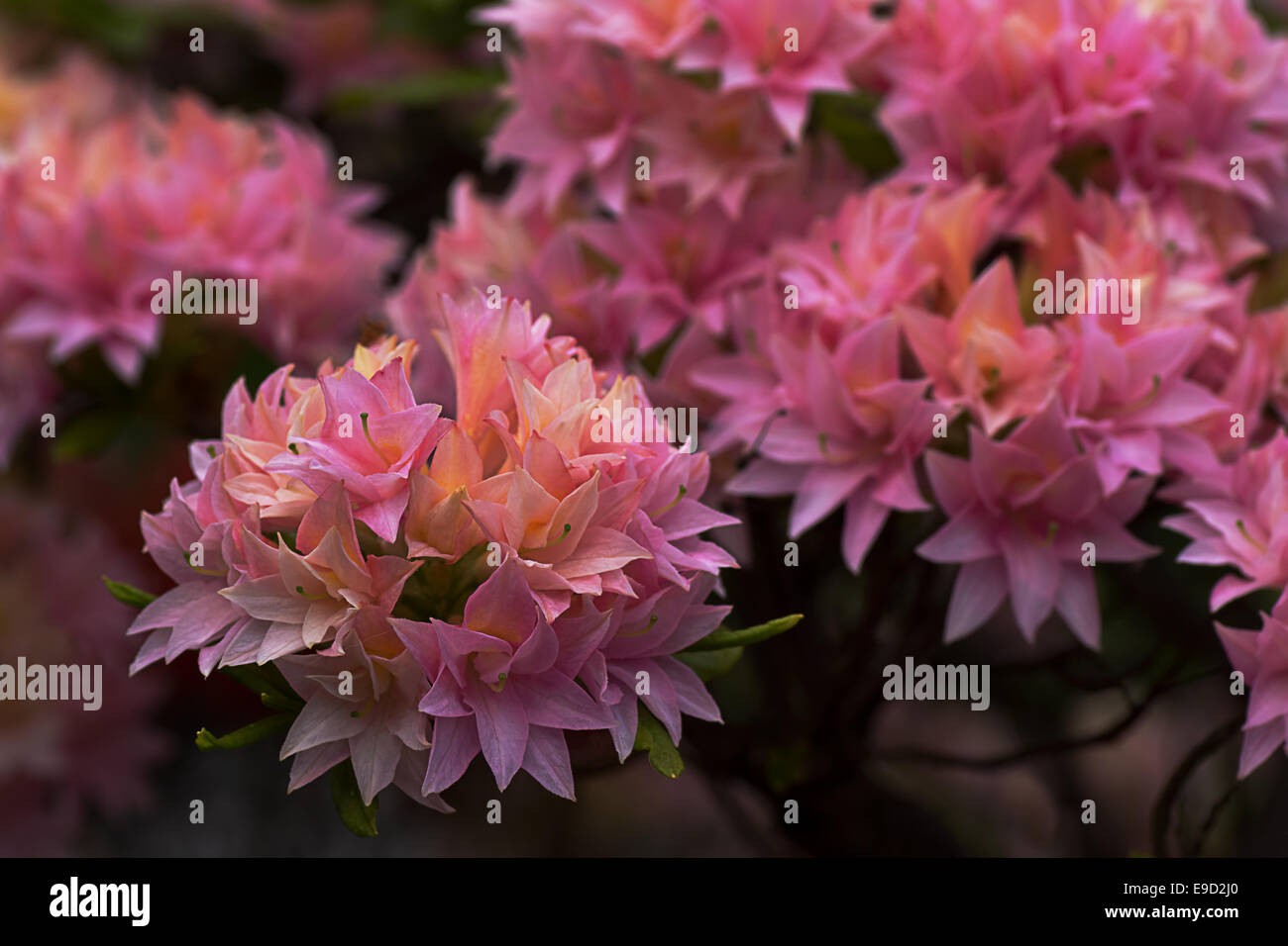 Light pink azalea head and shrub Stock Photo - Alamy