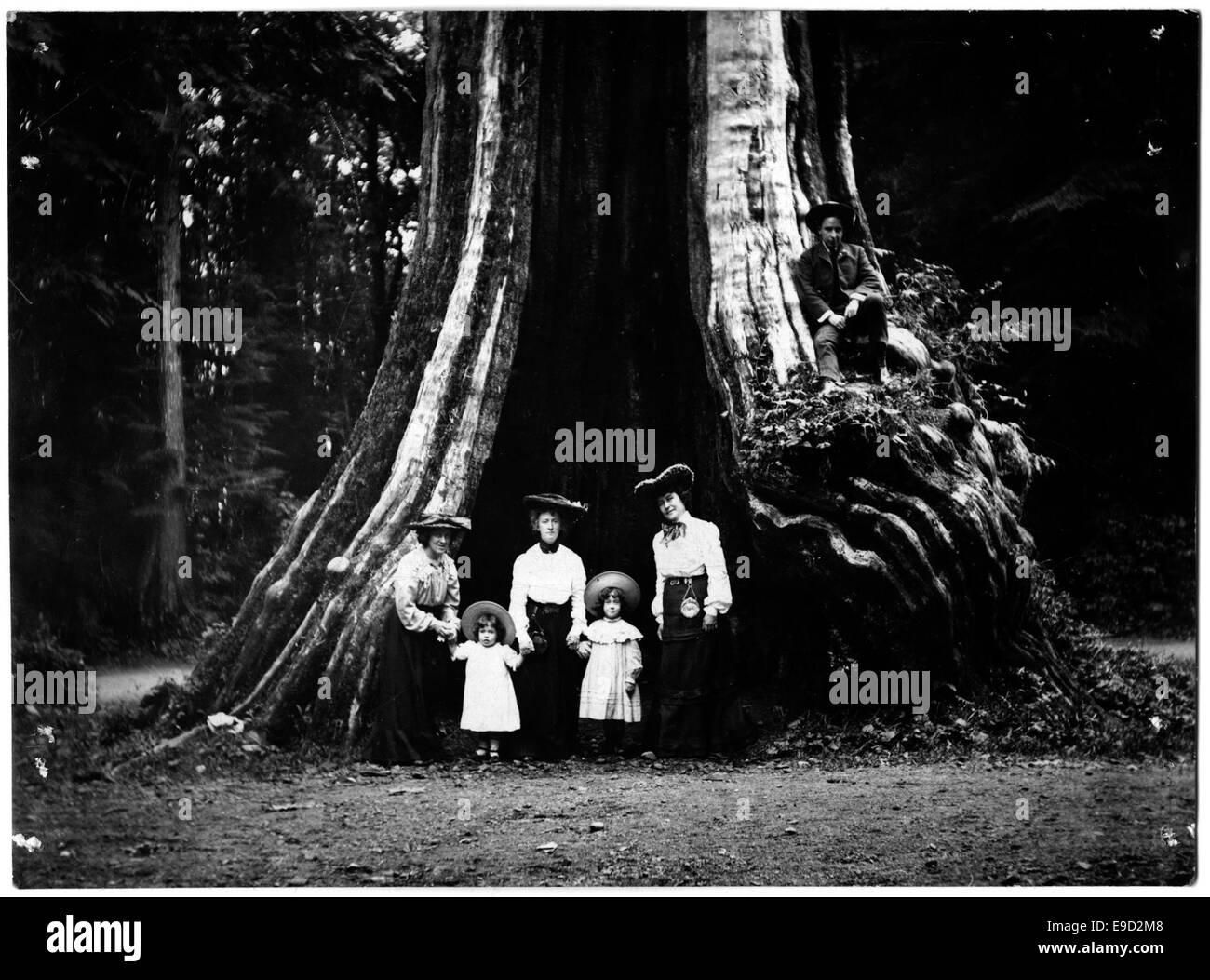 Old hollow tree Black and White Stock Photos & Images - Alamy