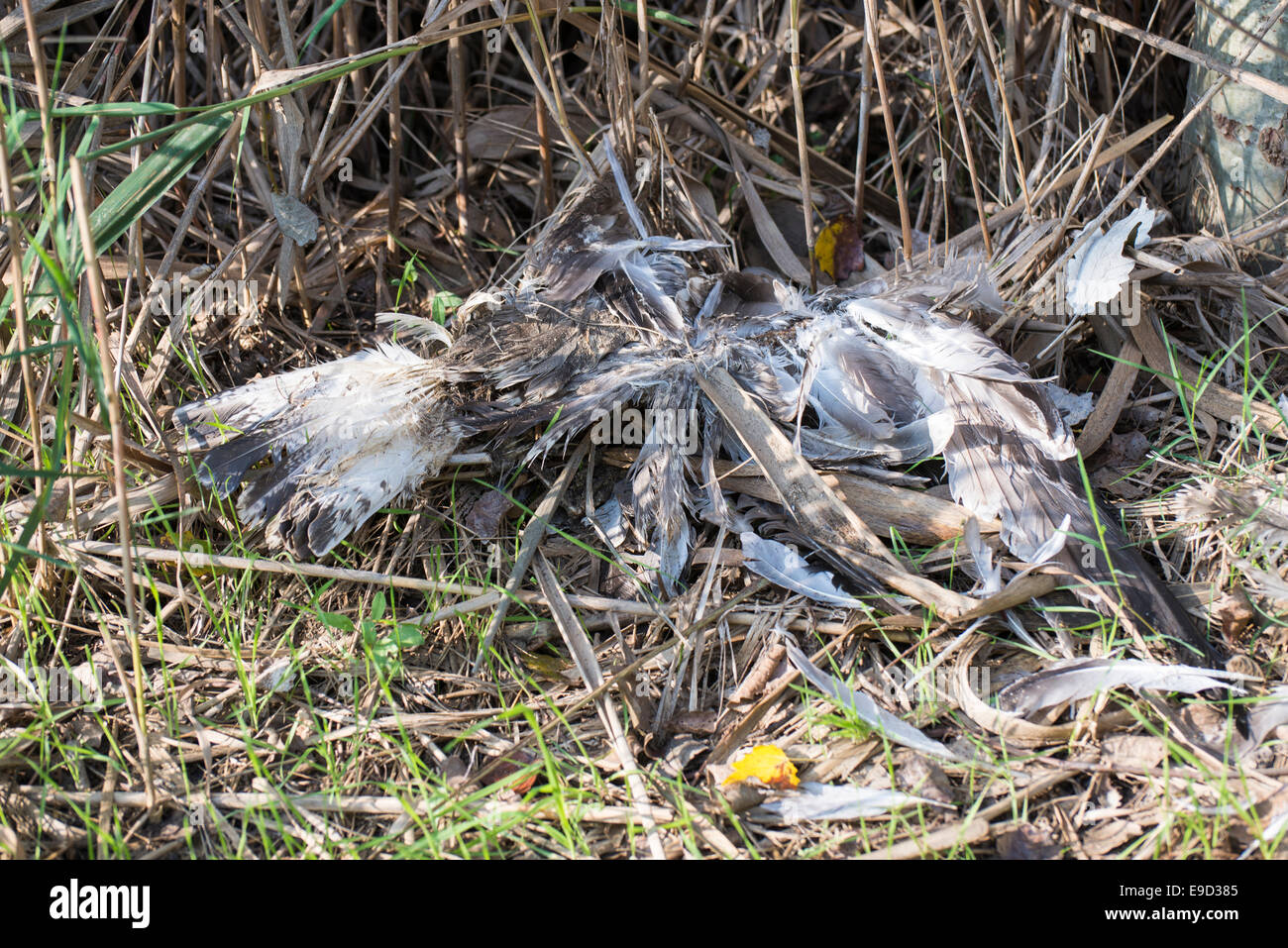 decaying dead bird feathers which are observed Stock Photo - Alamy