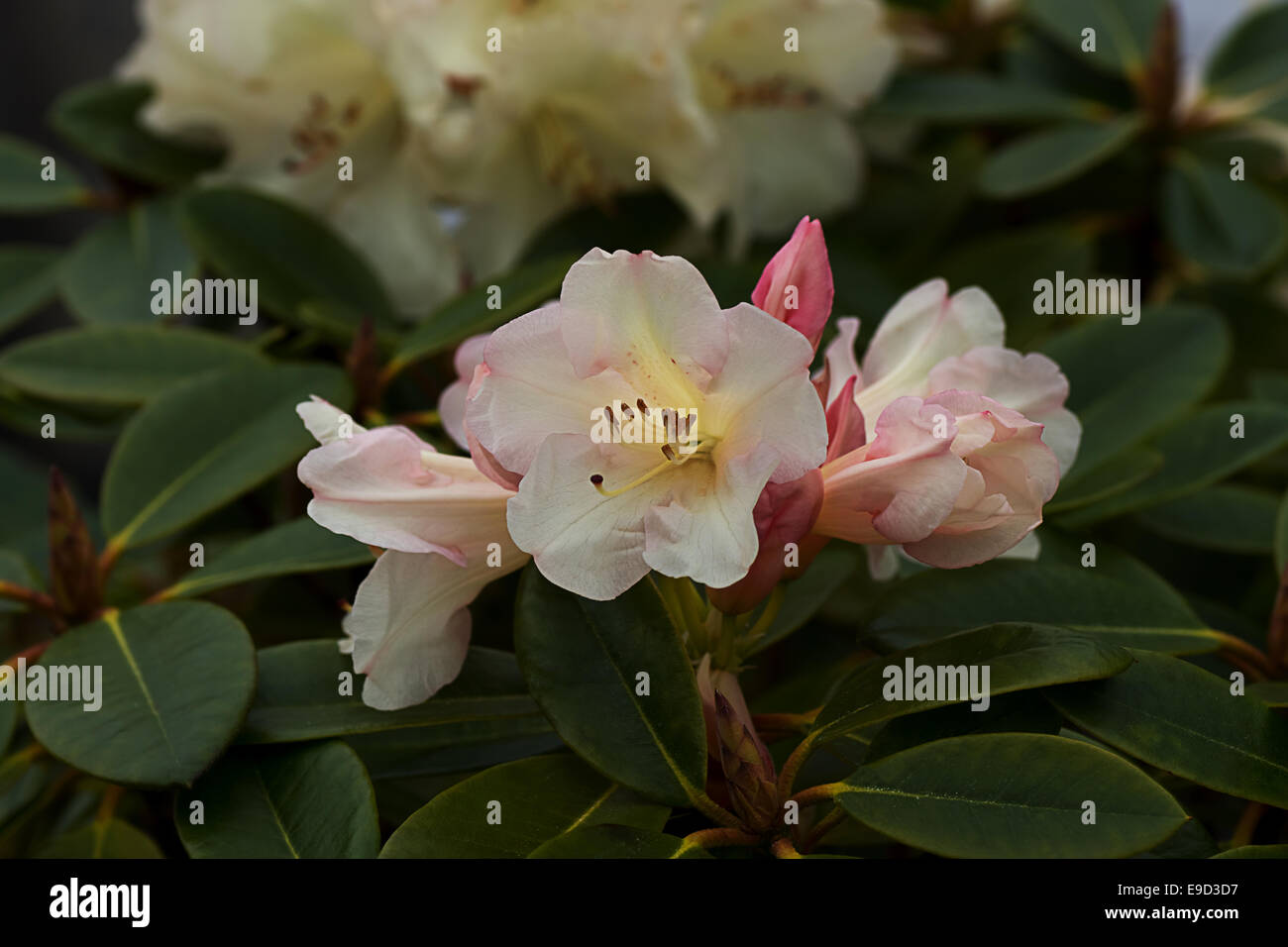 Light pink azalea group Stock Photo - Alamy