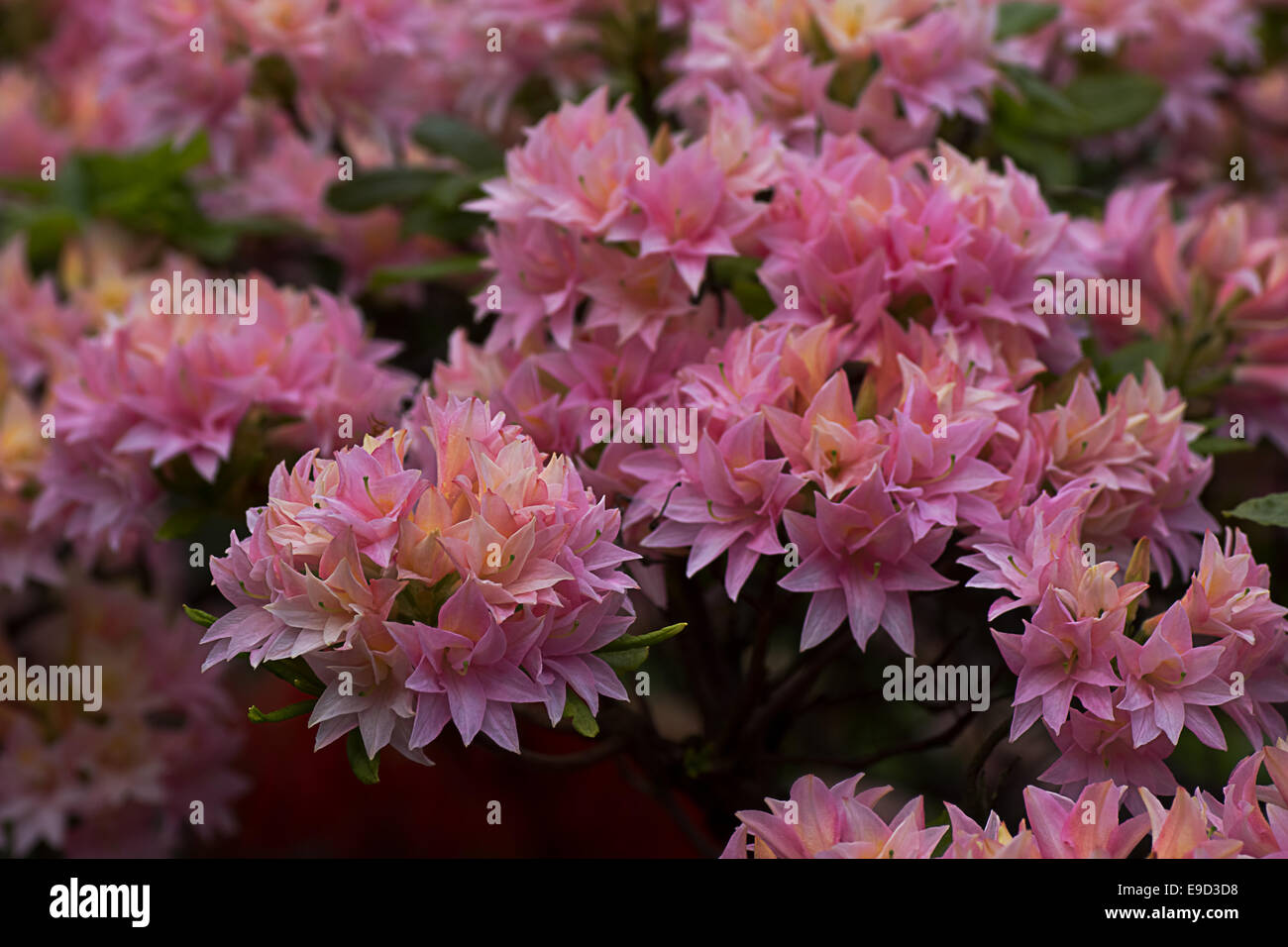 Pink azalea shrub Stock Photo - Alamy