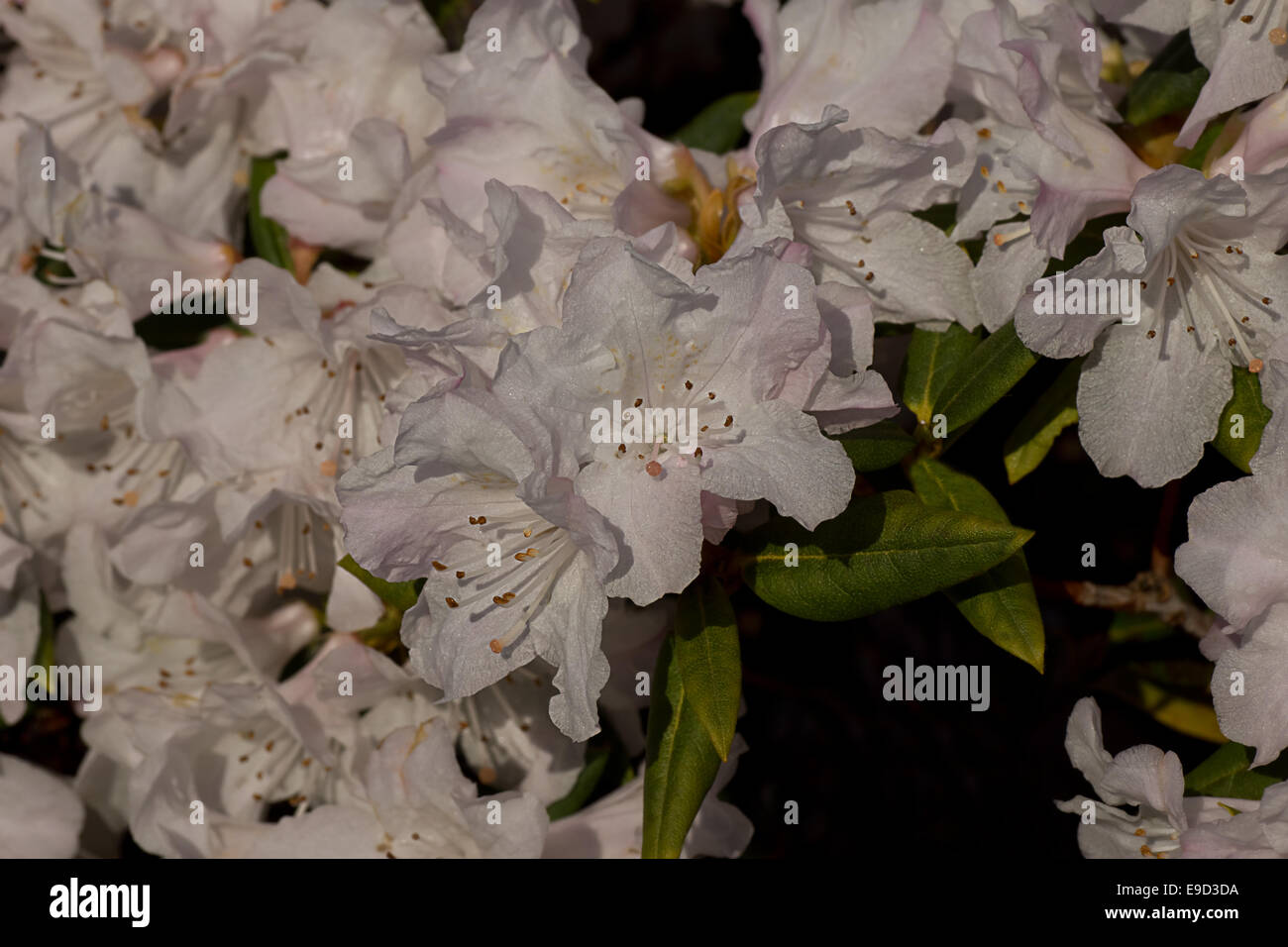 Sunlight azaleas hi-res stock photography and images - Alamy