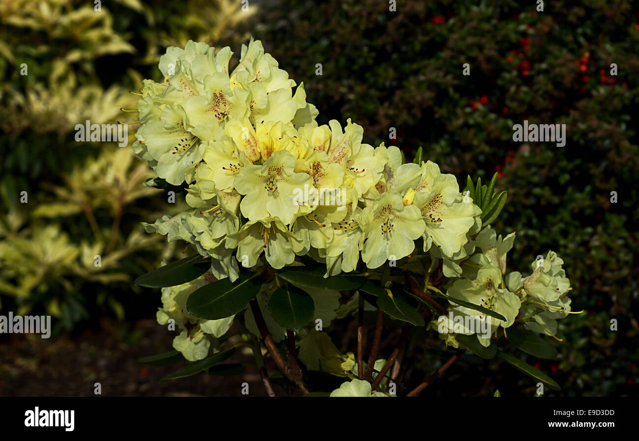 Shrub with yellow flowers hi-res stock photography and images - Alamy