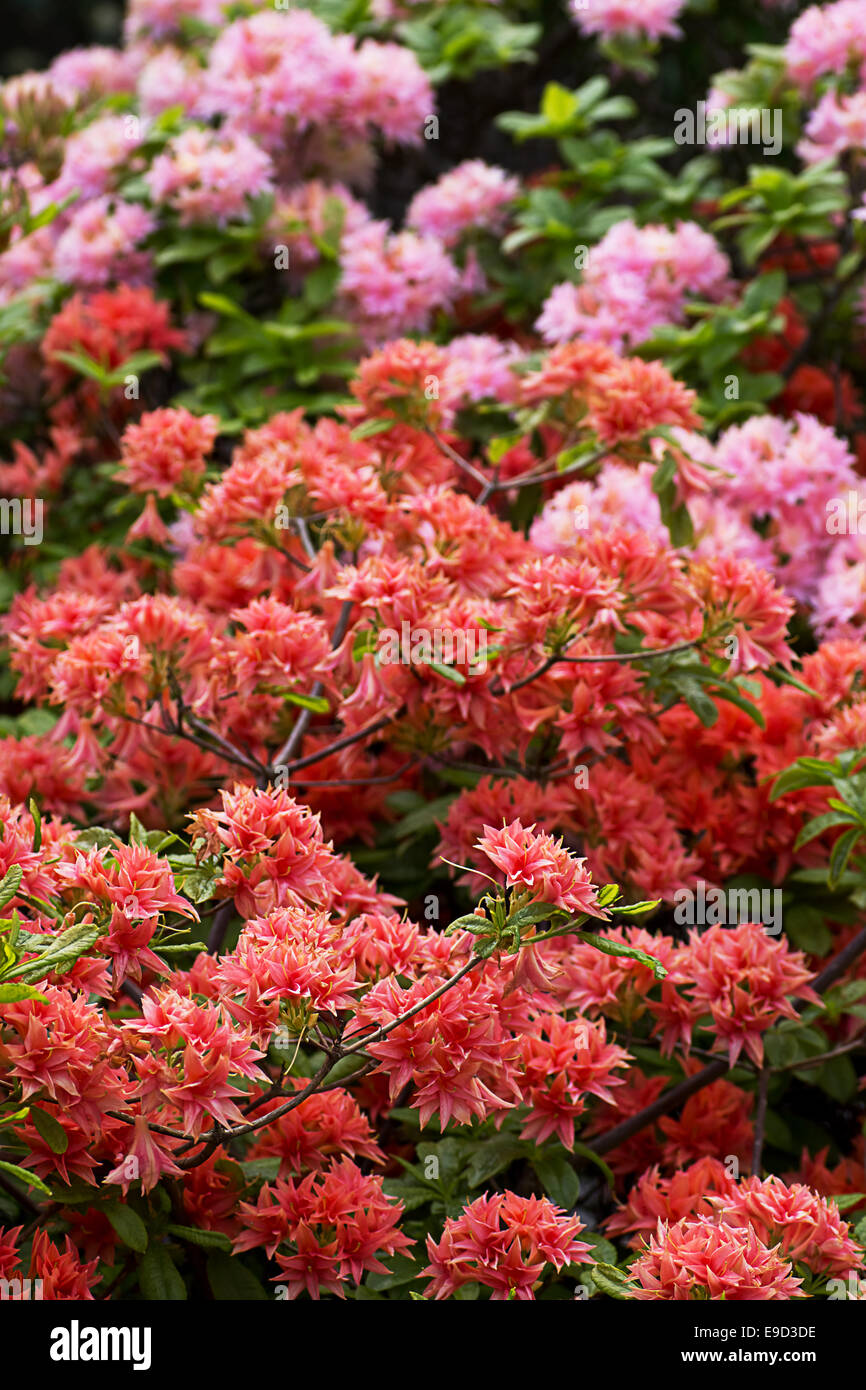 Orange and pink azalea shrubs Stock Photo - Alamy