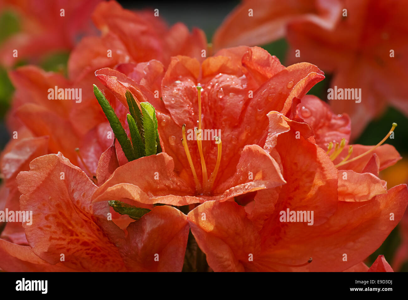 Orange azalea hi-res stock photography and images - Alamy