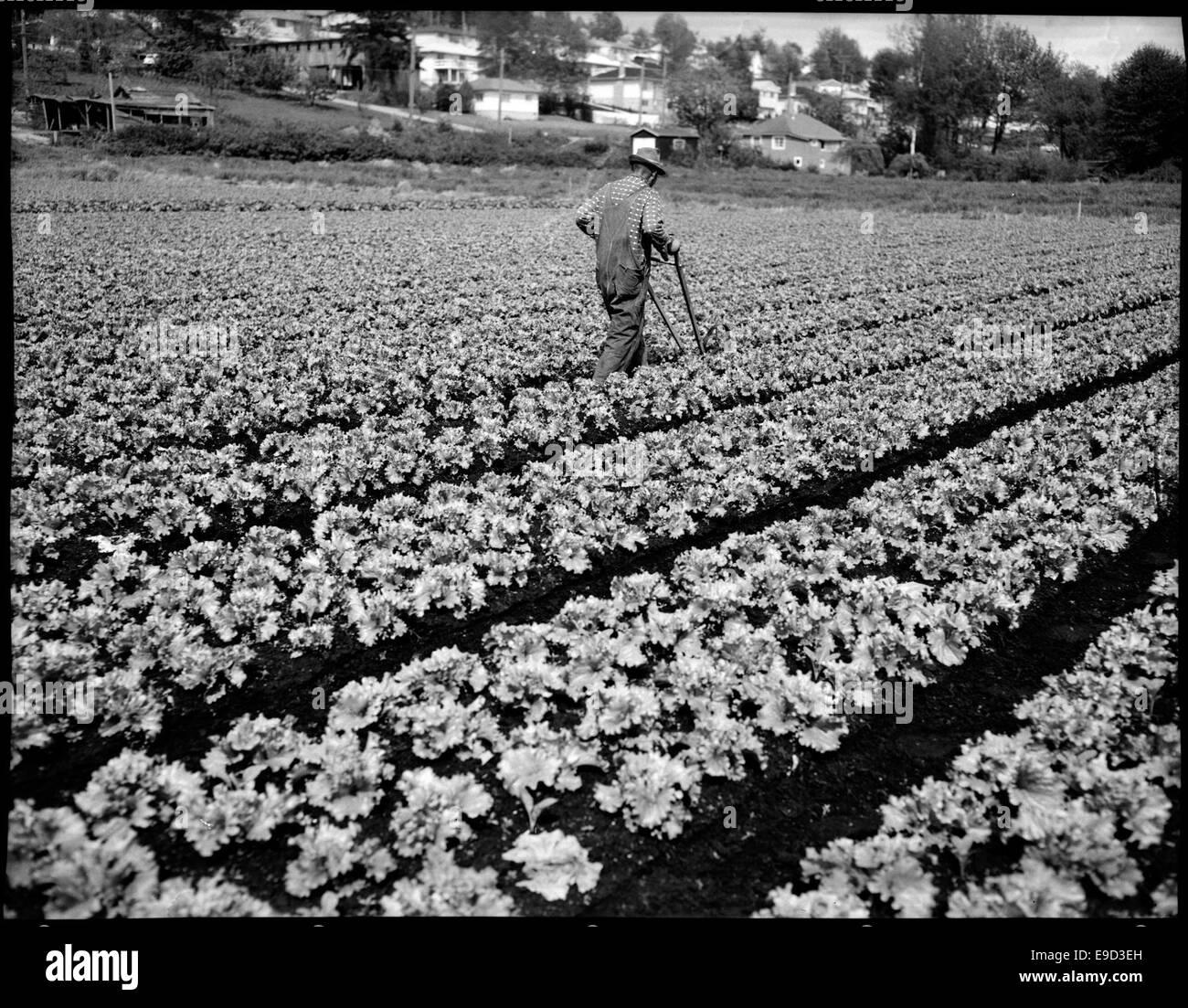 A photograph of a Chinese gardener working in a garden, likely in an ...