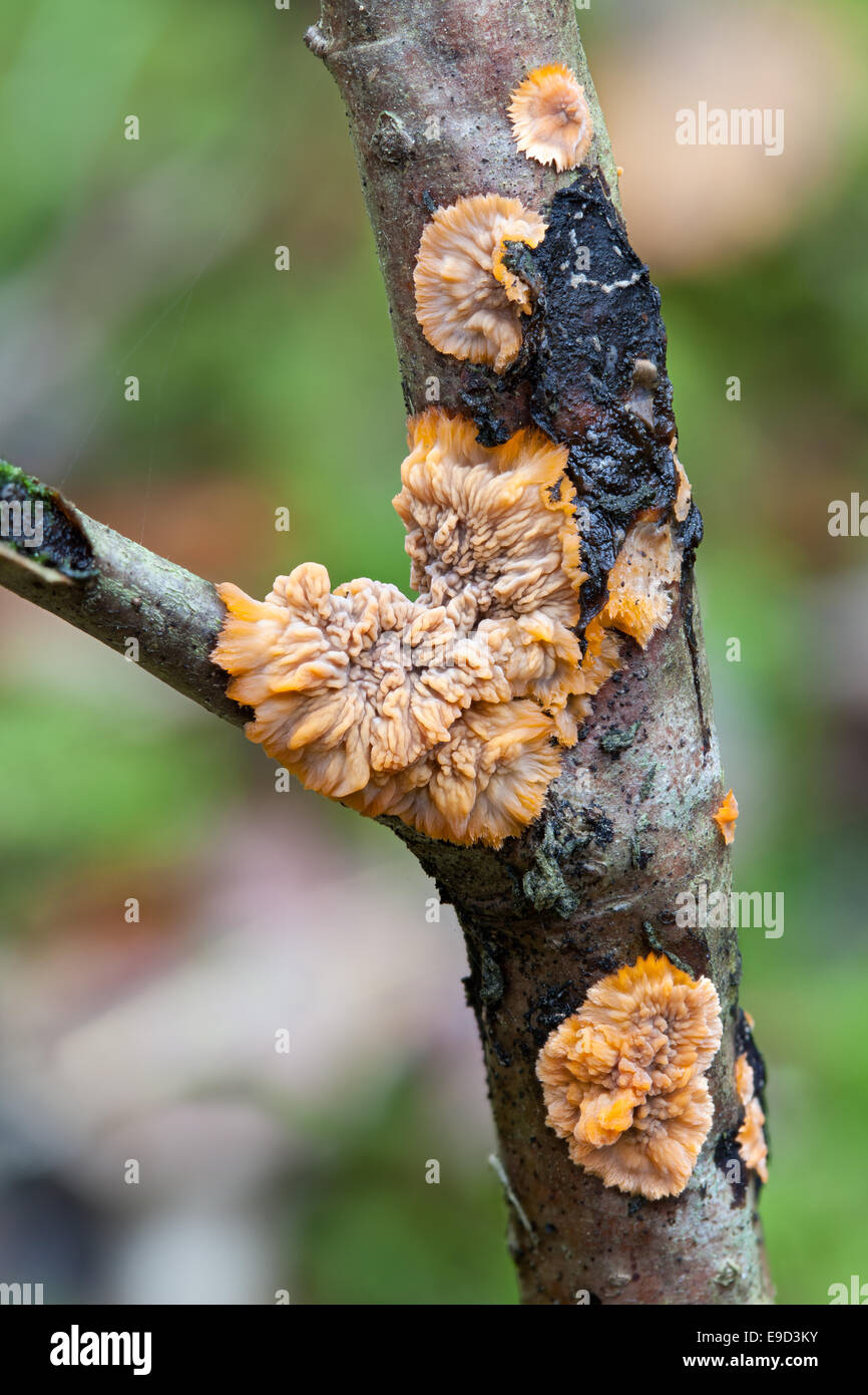 Phlebia radiata mushroom Stock Photo - Alamy