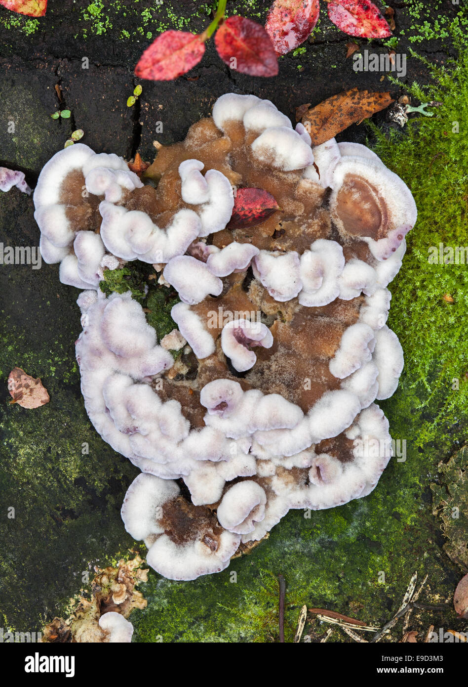 Chondrostereum purpureum mushroom Stock Photo - Alamy