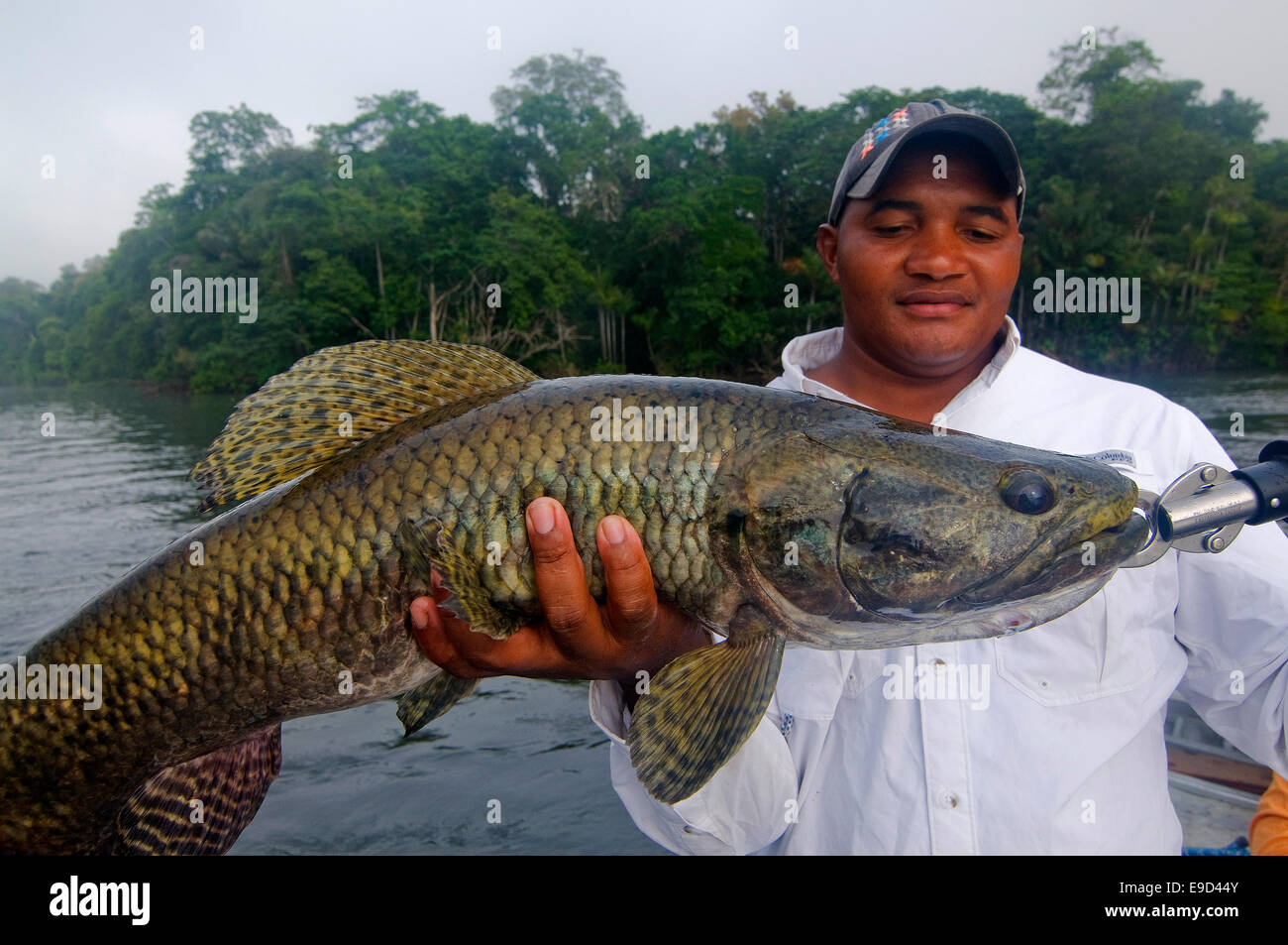 A guide with giant knarly-toothed trairao (trieda) caught on a plug in ...