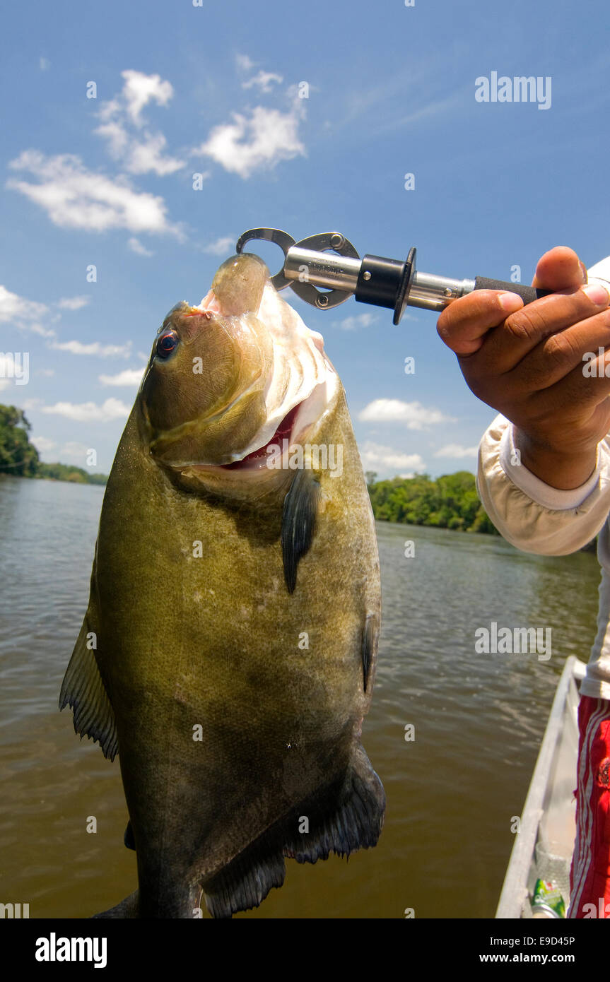 Giant piranhas with their razor-sharp teeth hang out in the rocky areas ...
