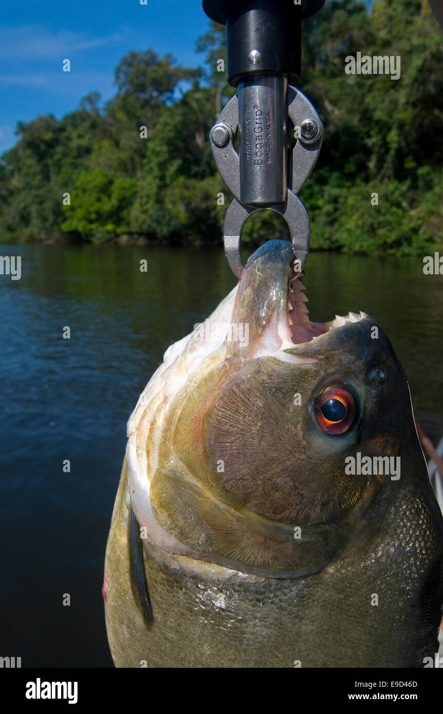 Giant piranhas with their razor-sharp teeth hang out in the rocky areas ...