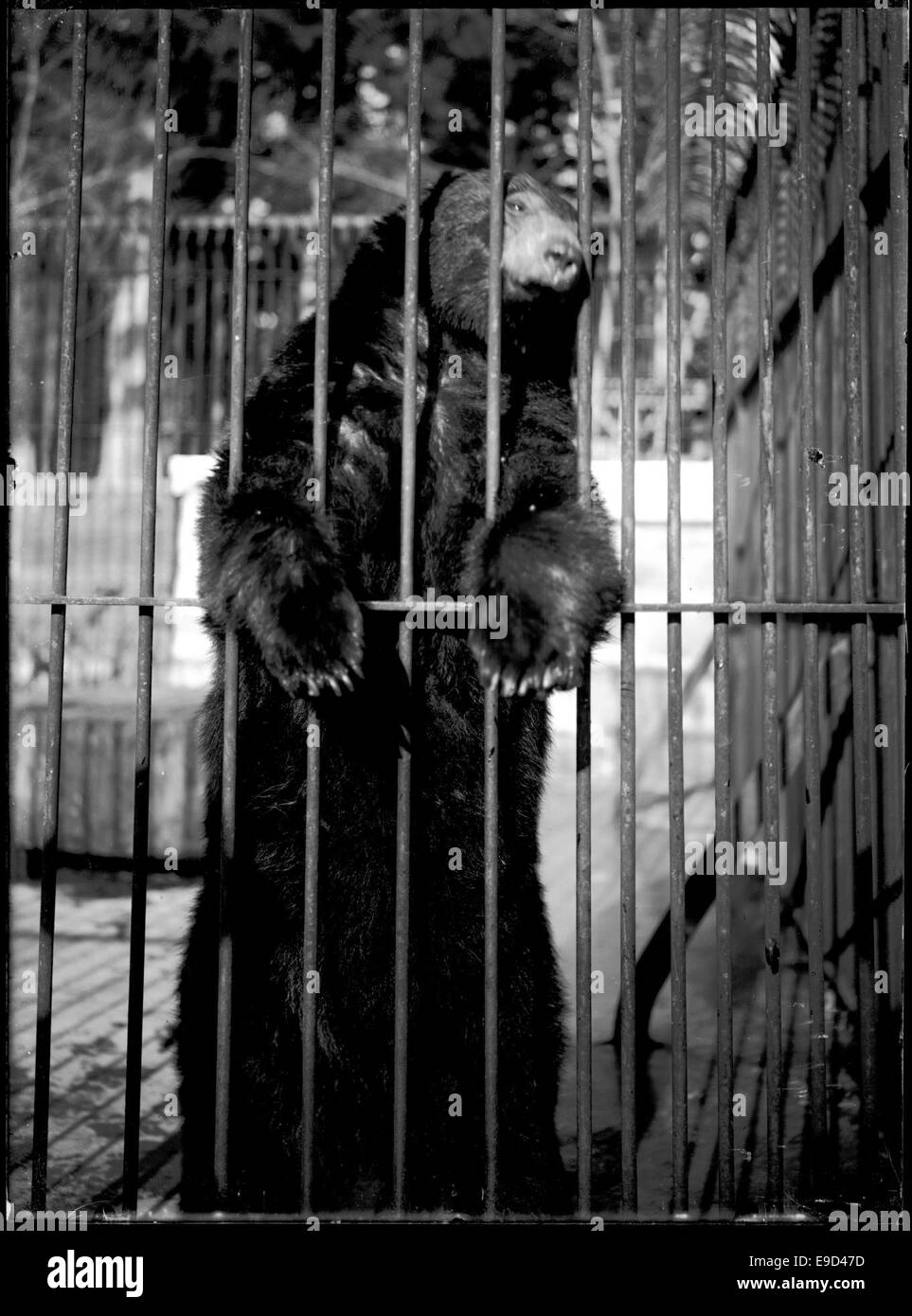 A photograph of a bear in the Stanley Park Zoo, captured in the mid ...