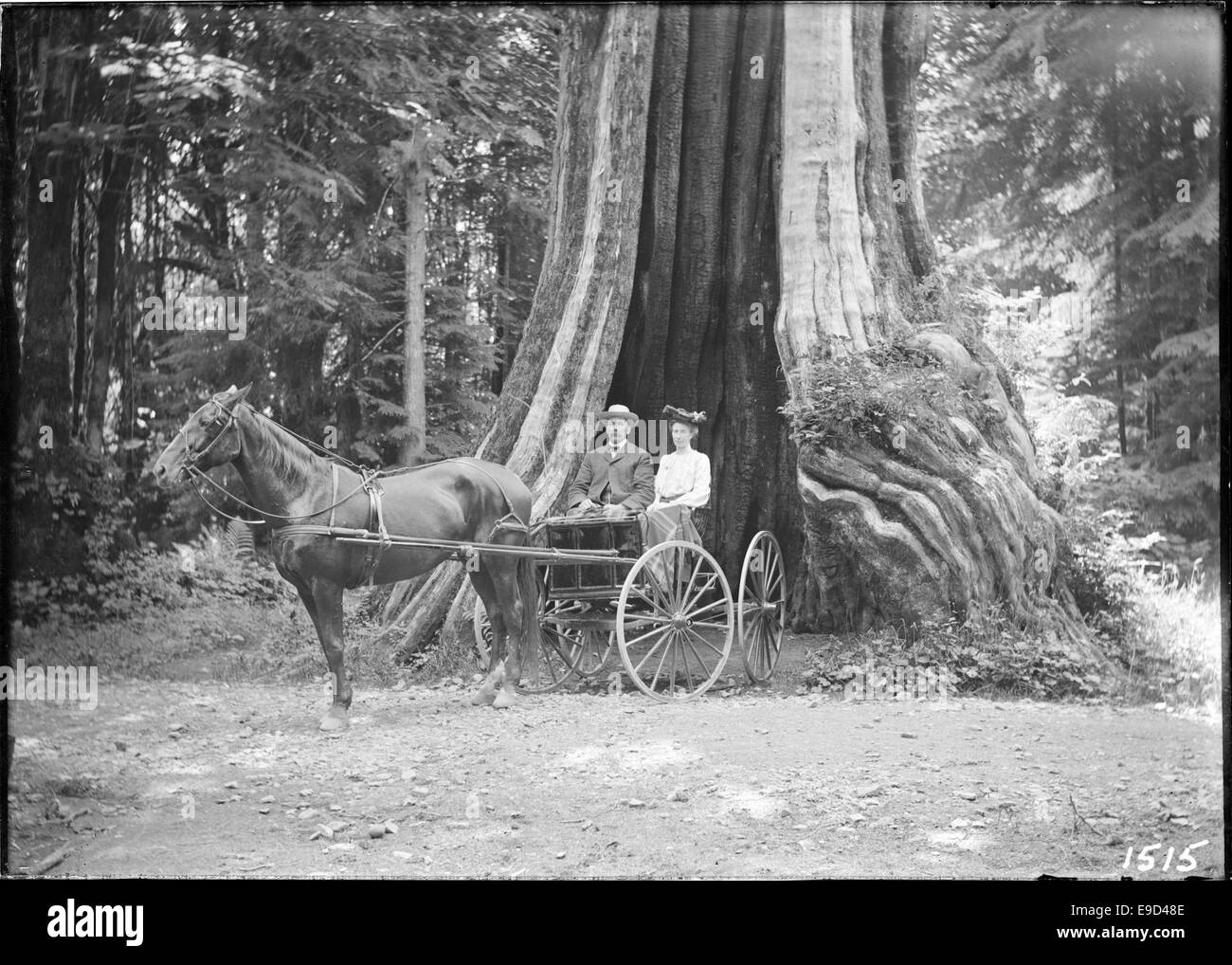 This photograph shows a horse-drawn carriage passing through a large ...