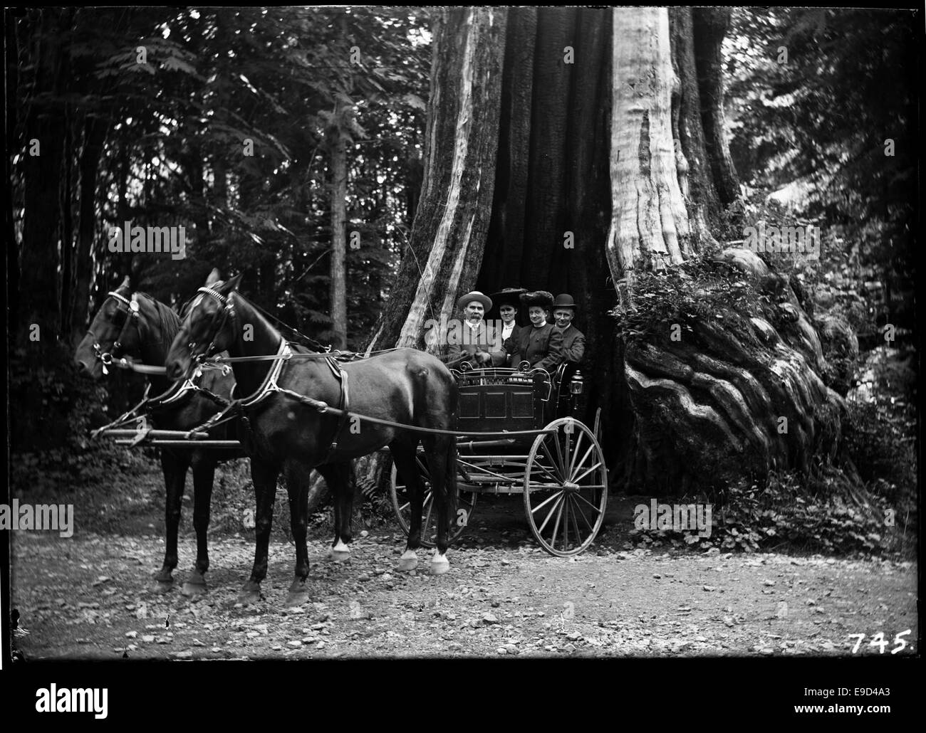 Carriage at Hollow Tree 5487 10196300166 o Stock Photo - Alamy